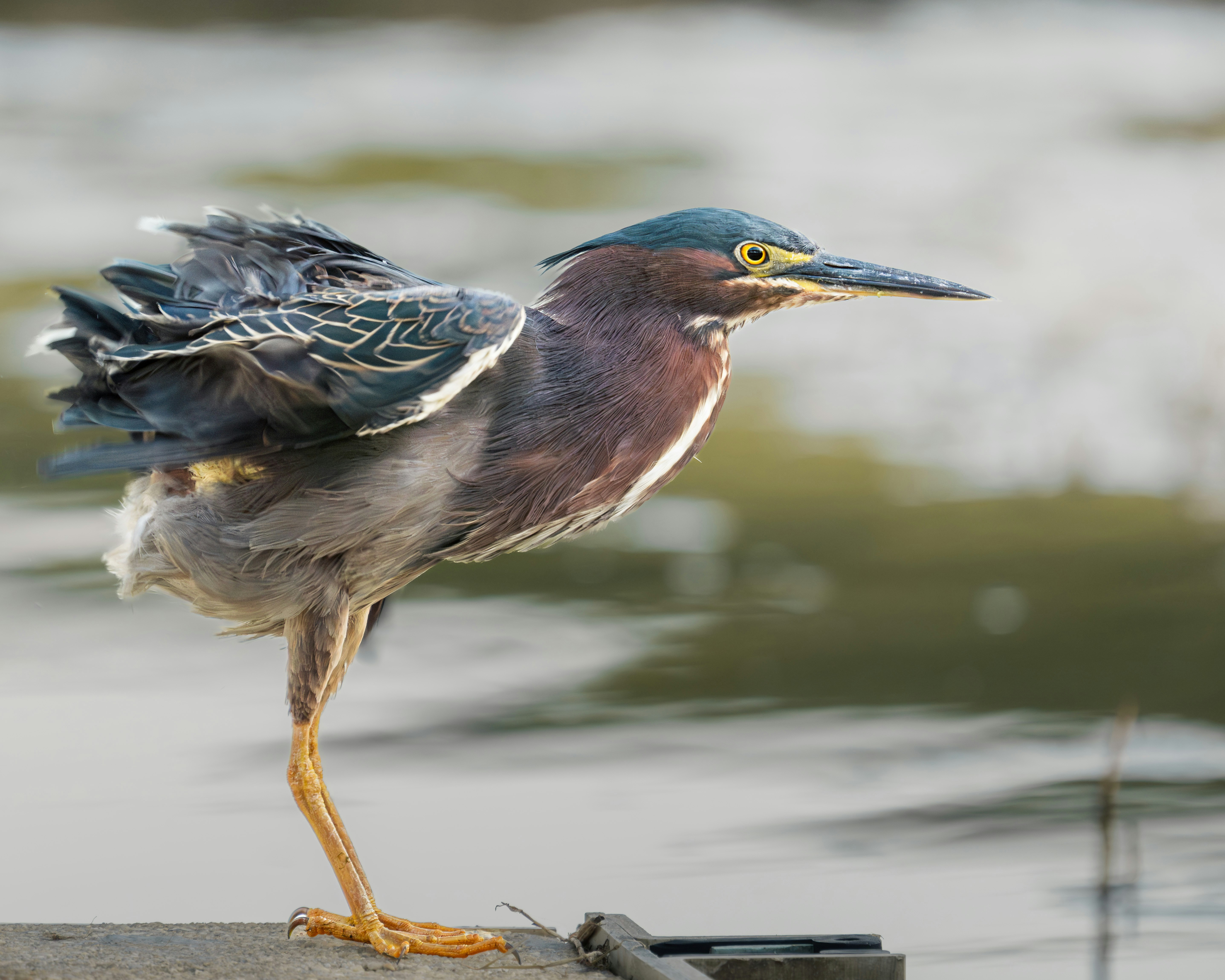 Stance at the Shore: A Green Heron Balancing on the Wet Edge