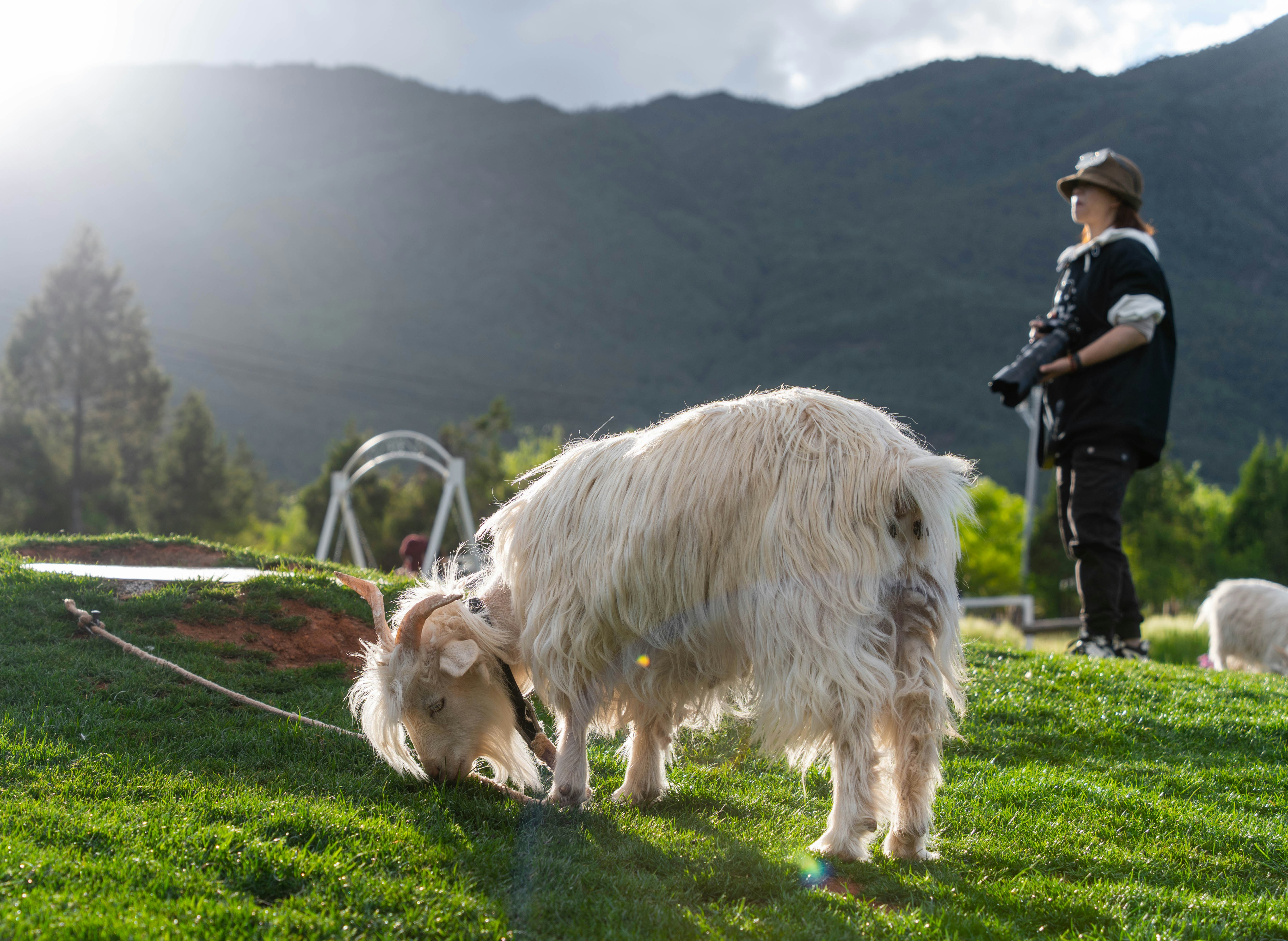 Gentle Grazing: A Himalayan Goat in the Sunlit Field