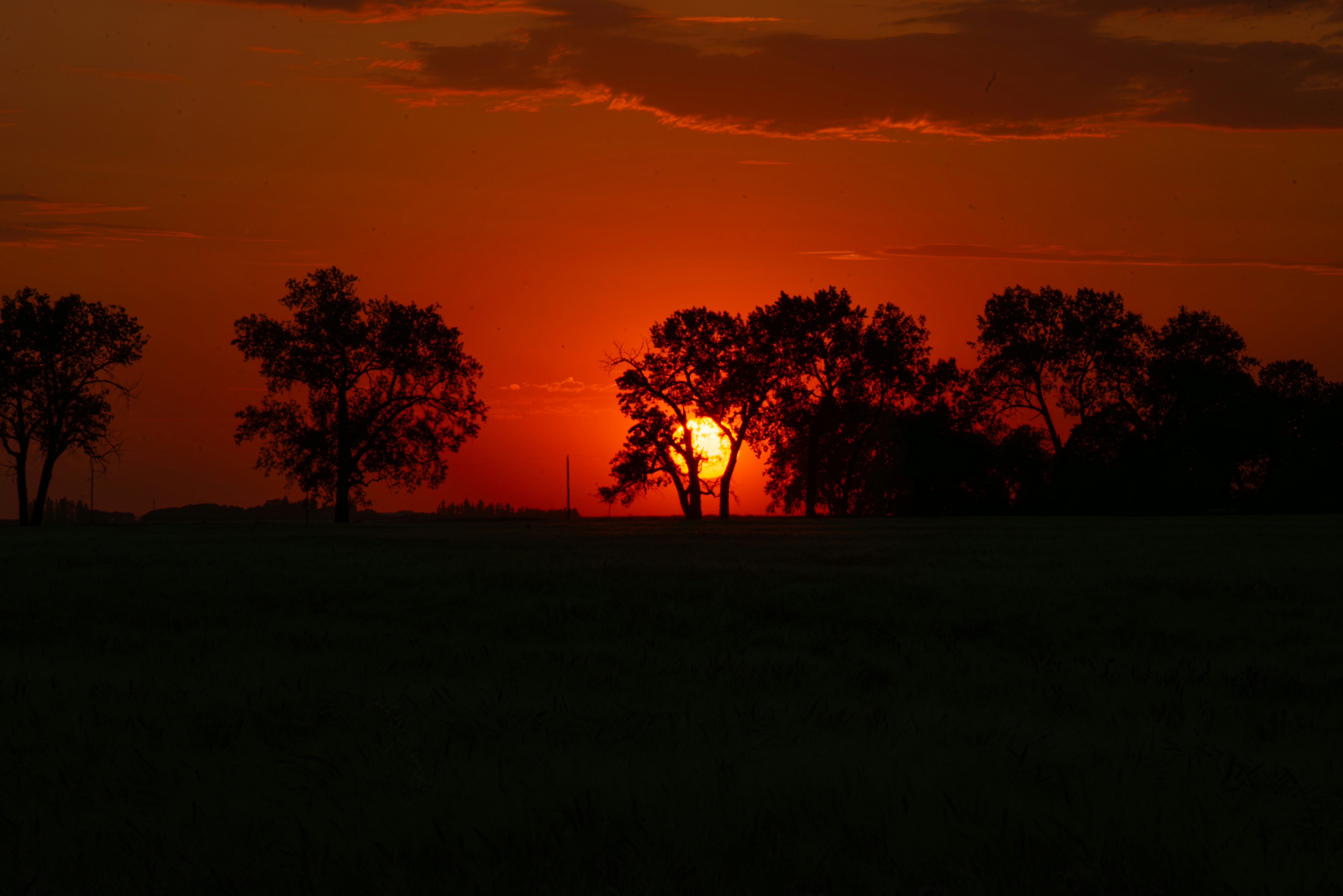 Sunlit Silhouette: Trees Framing a Fiery Horizon