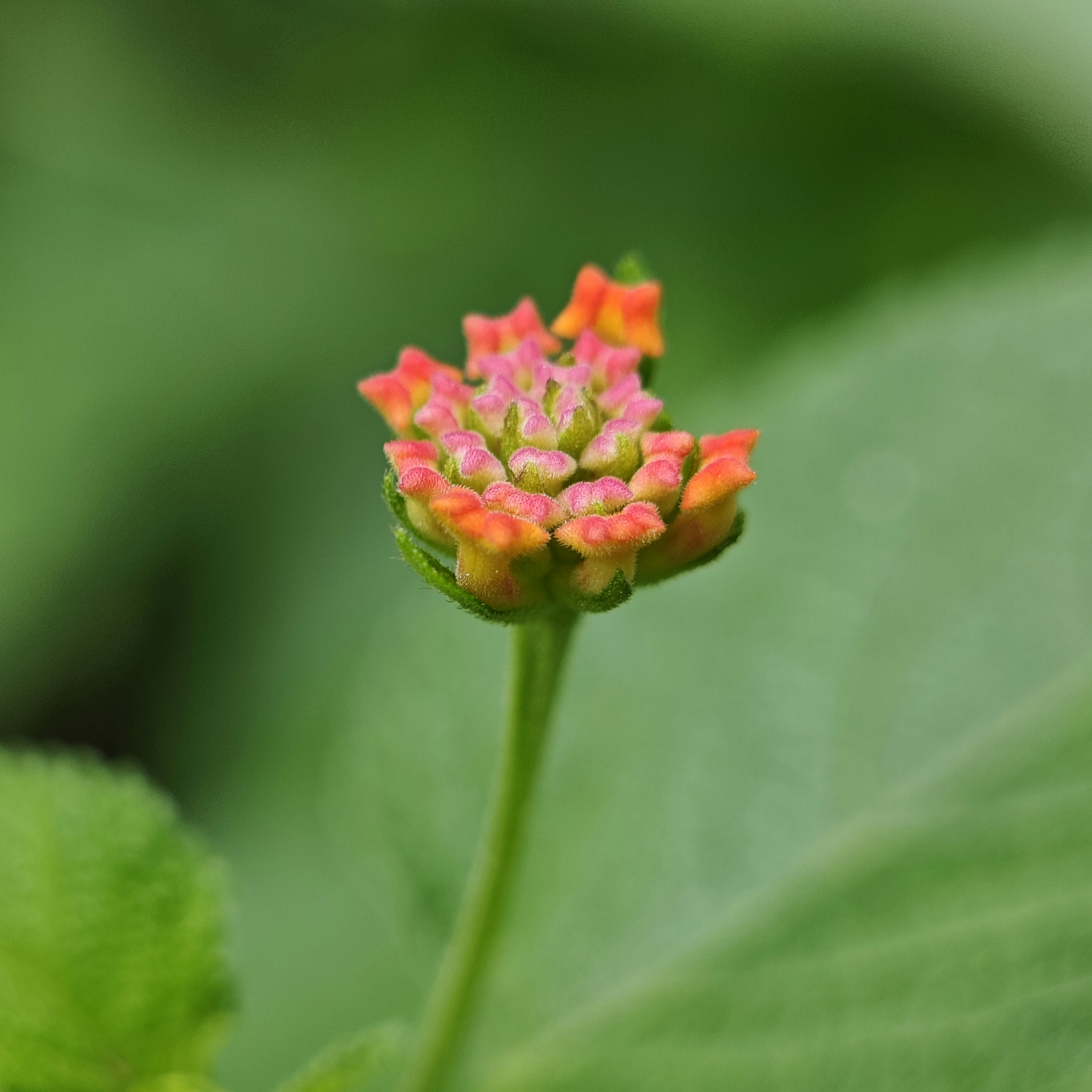 Close-up Bloom: a Tiny Floral Crown Emerges from Pink-Orange Buds