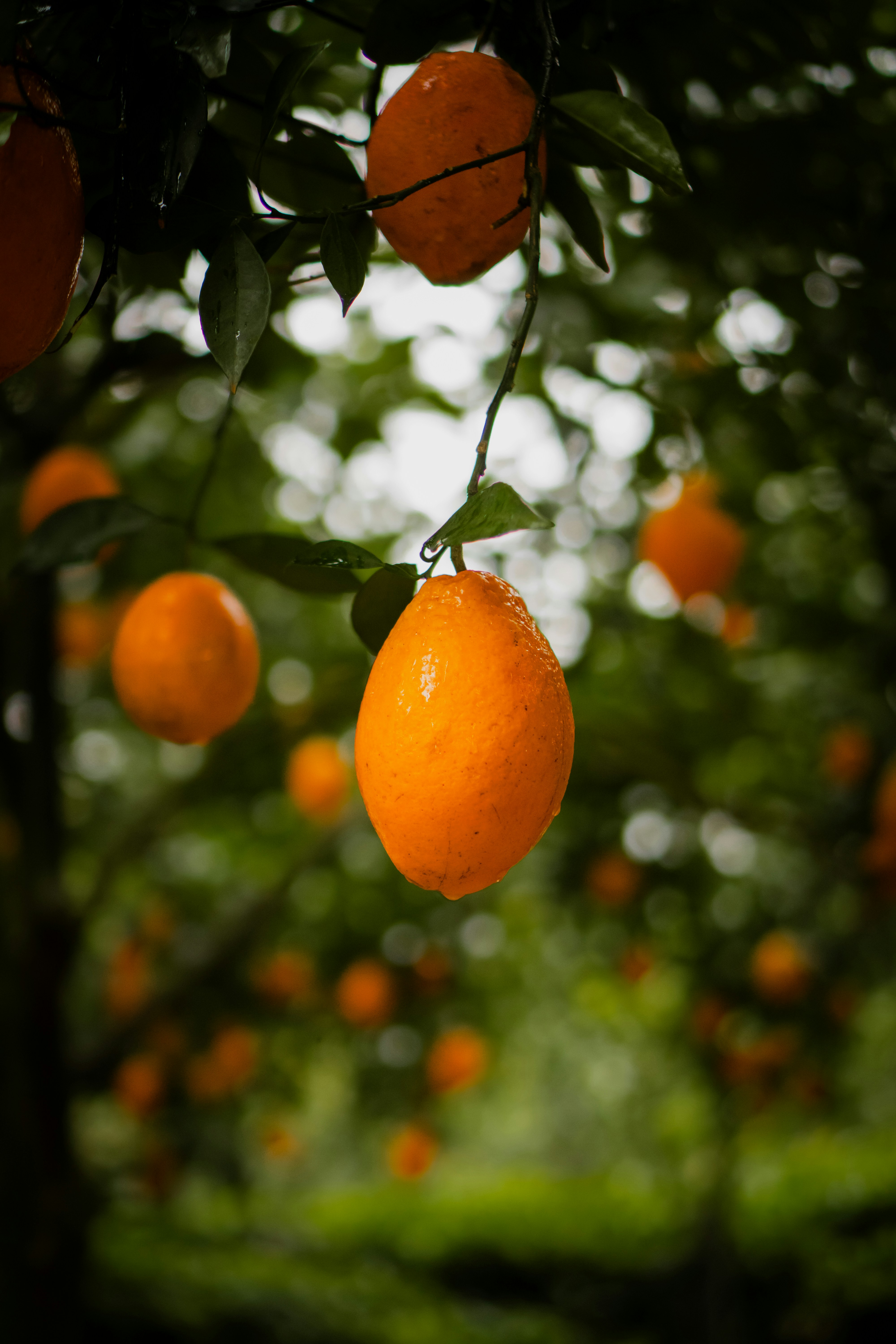 Orange Orchard in Soft Focus Angled Light