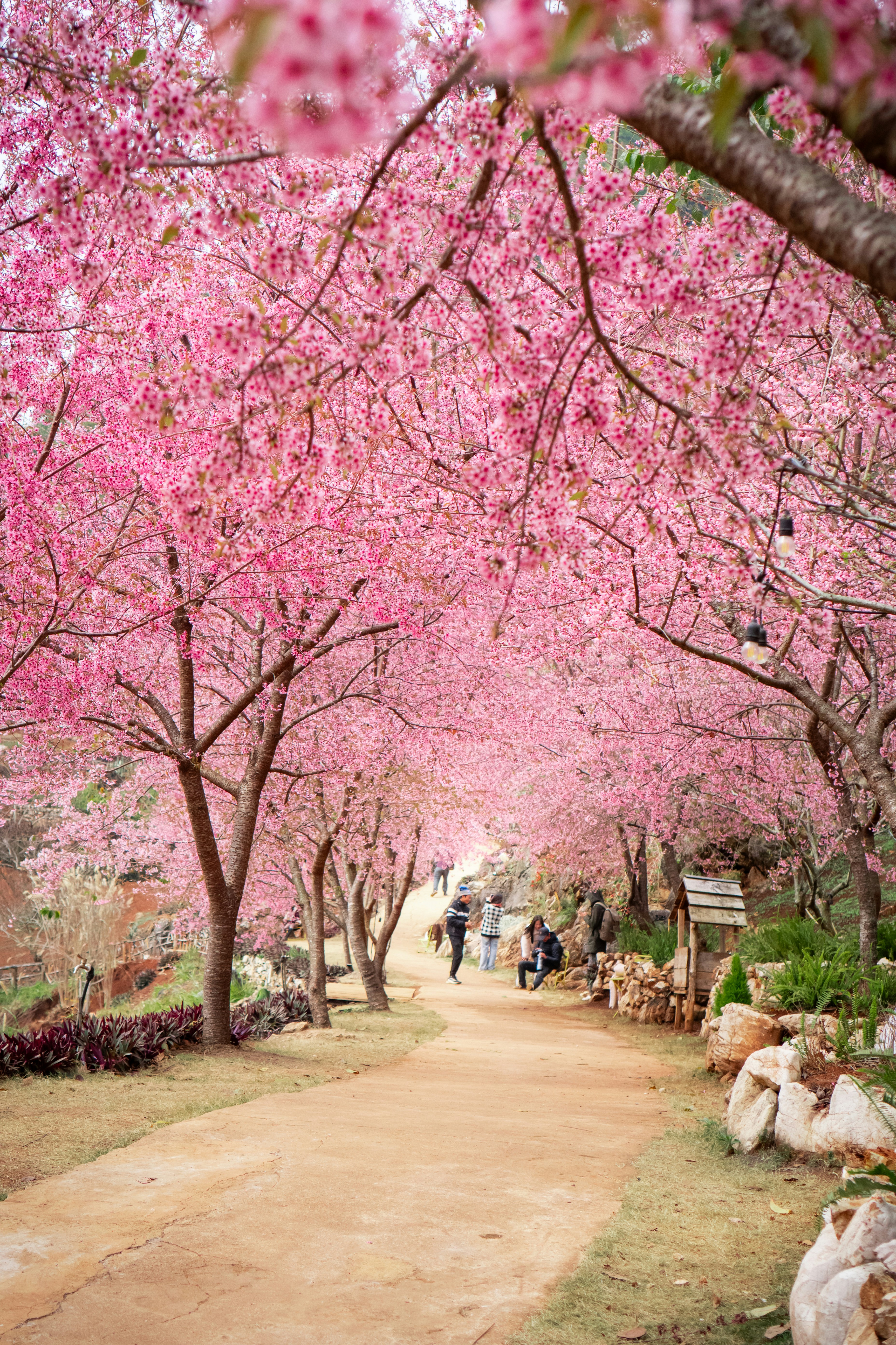 Cherry Tunnel: A Walk Beneath Blooming Canopies