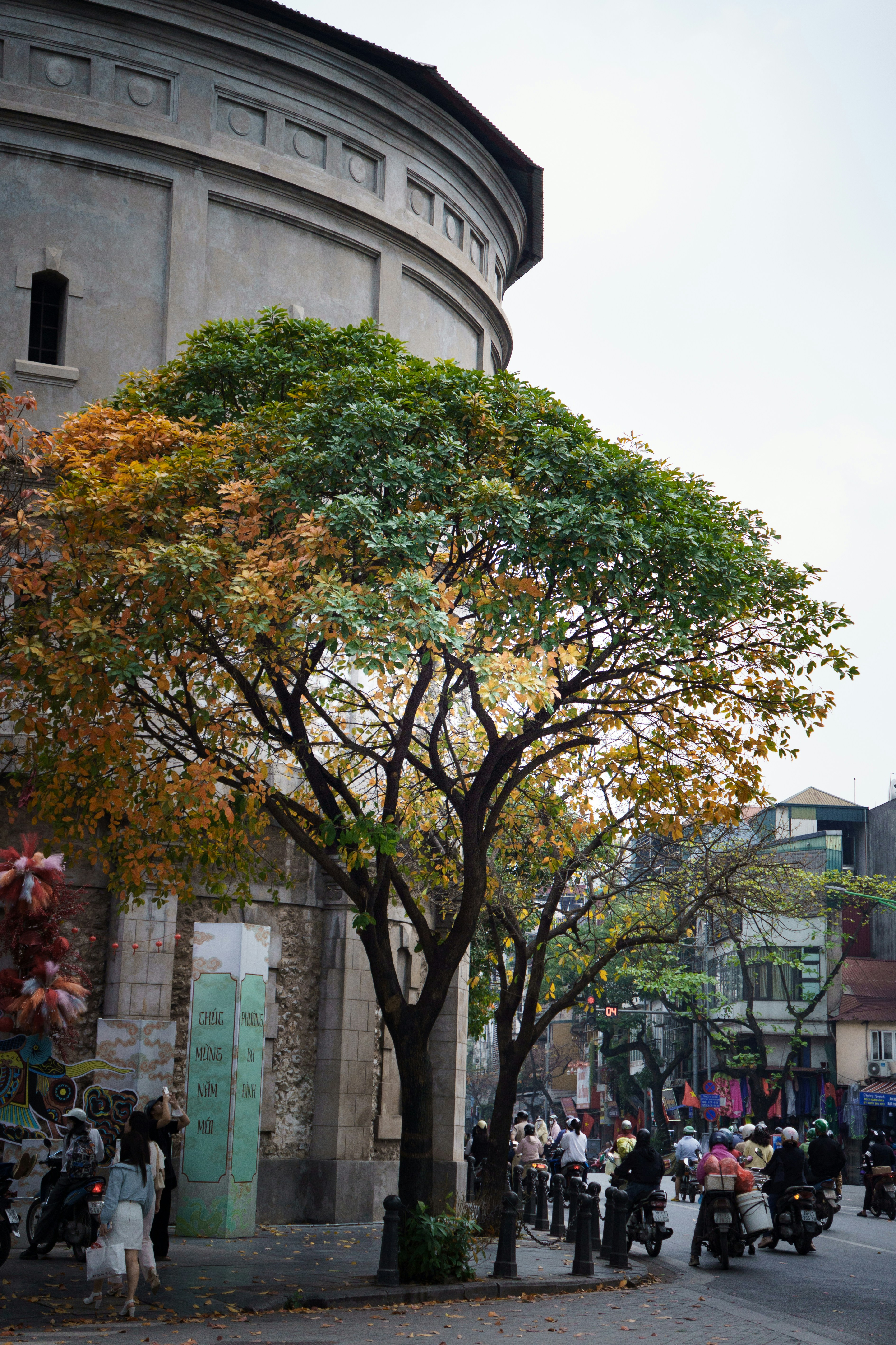 Autumn Canopy Over a Historic Street