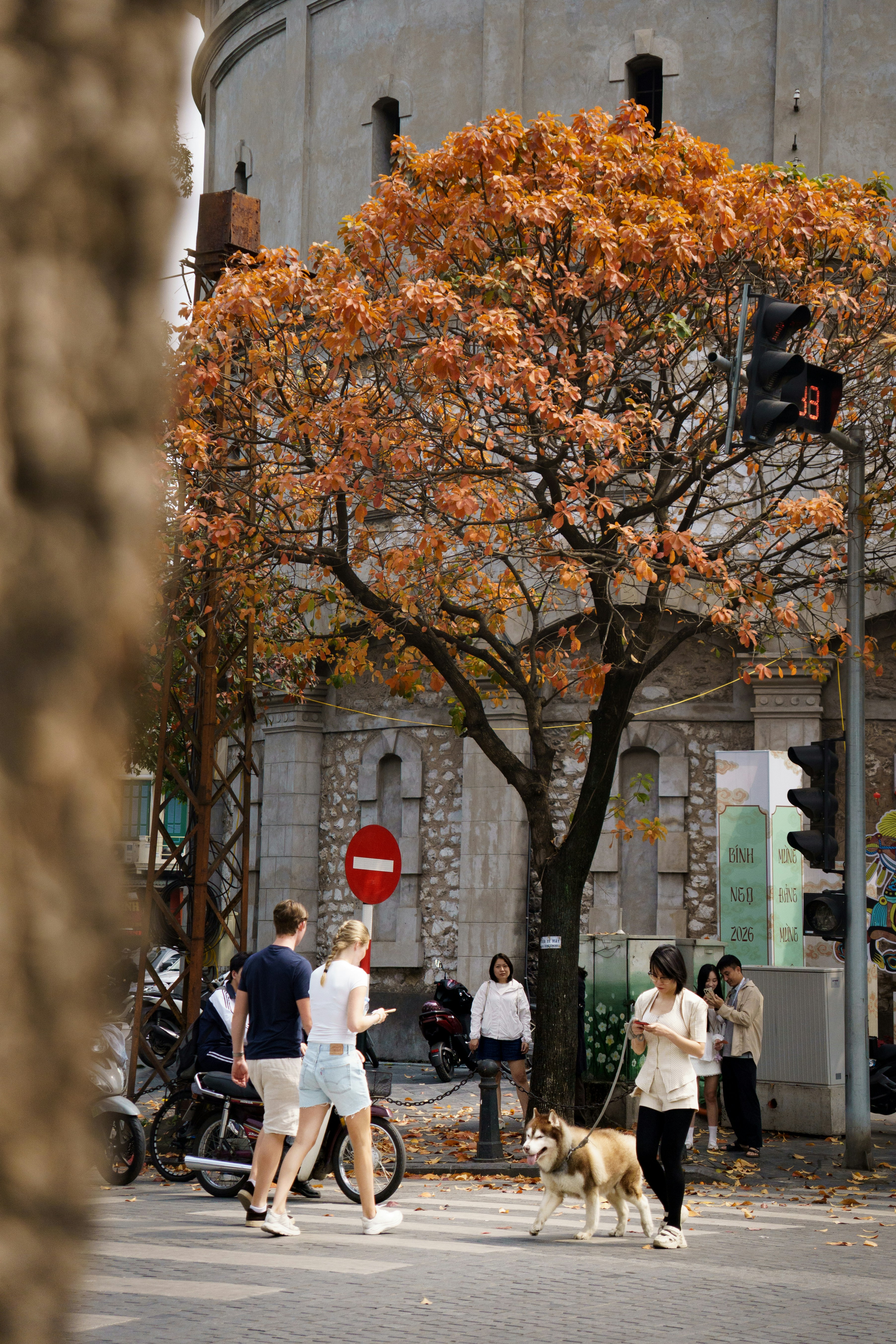 Autumn Orchard at the City Crossroads