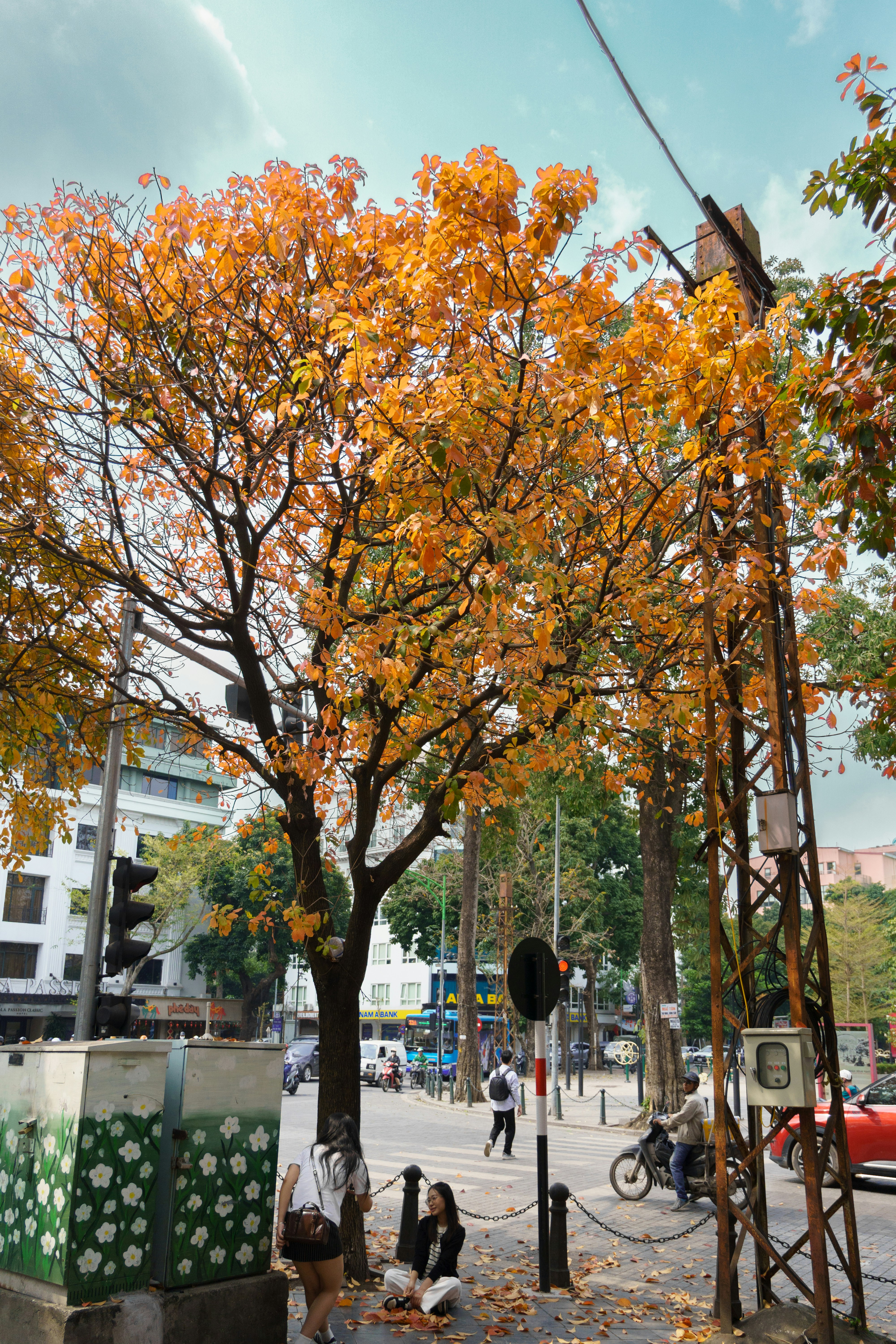 Autumn Boulevard: Sunlit Tree Canopy Over a City Pedestrian Crossroad