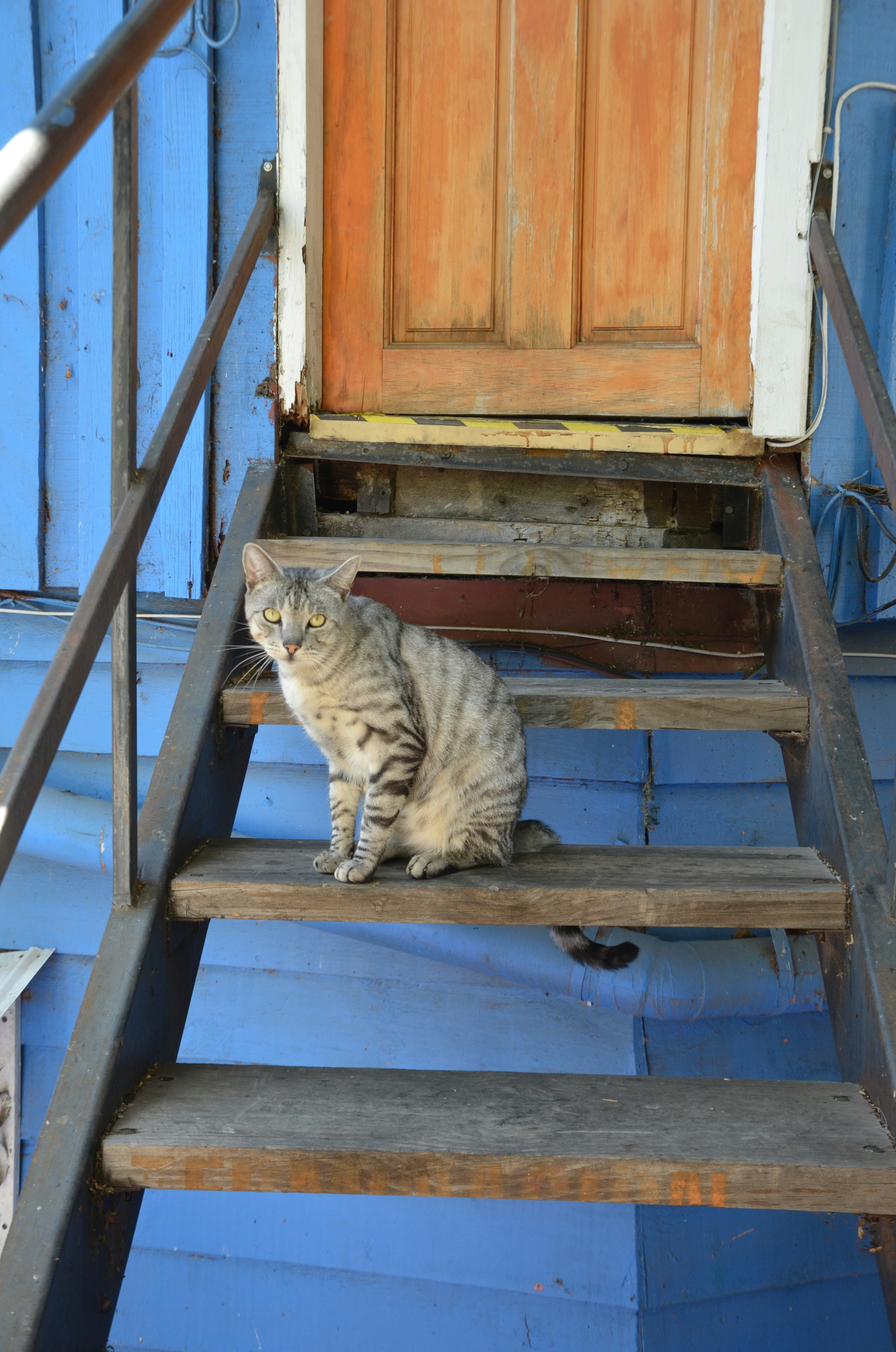 Grey Tabby on Blue Stairs: A Quiet Moment by a Weathered Door