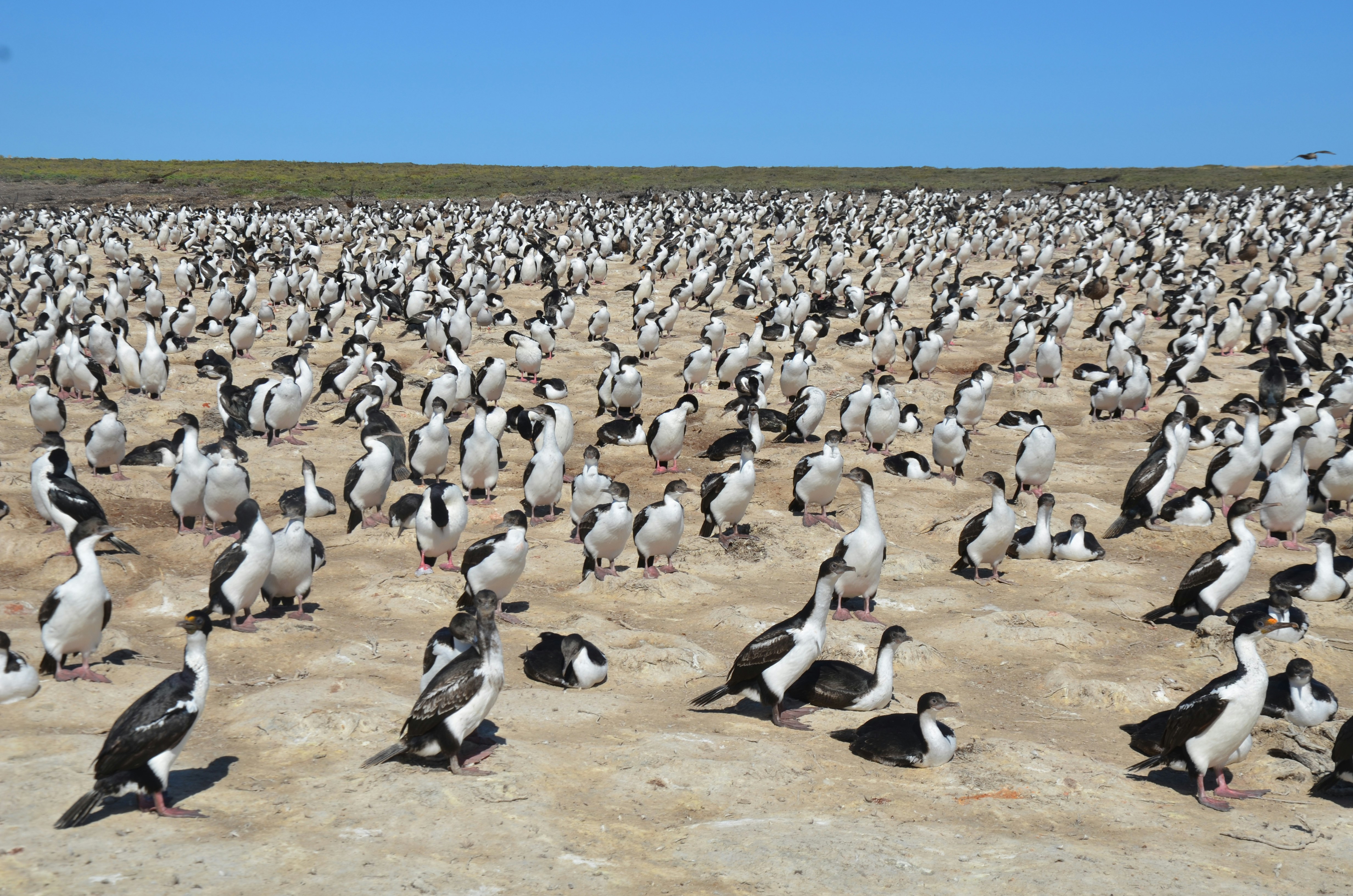 Sea of Black-and-White Feathers: A Distant Colony of Penguins on a Sunlit Plain