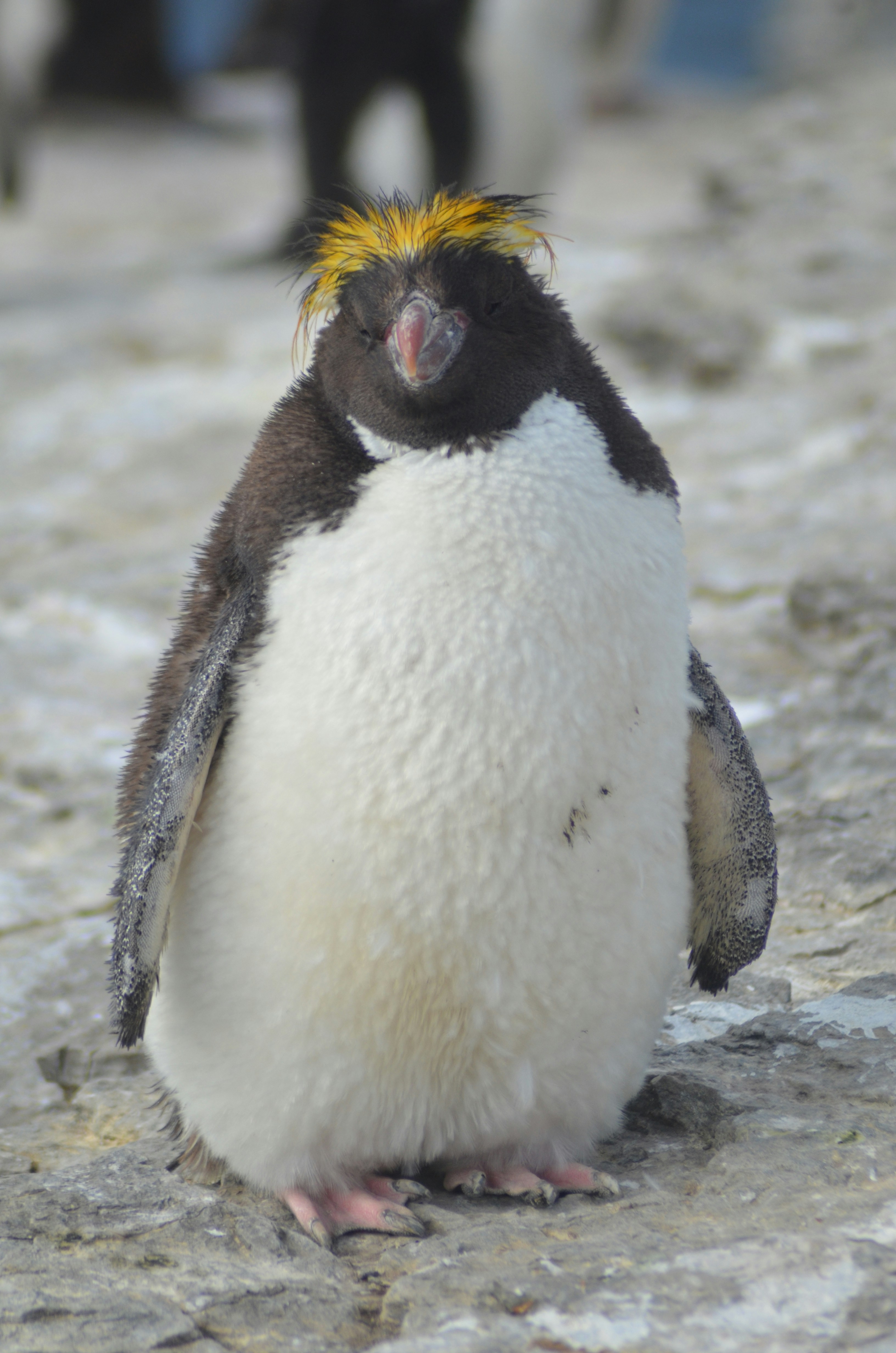 Royal Plume: A King Penguin in Morning Light