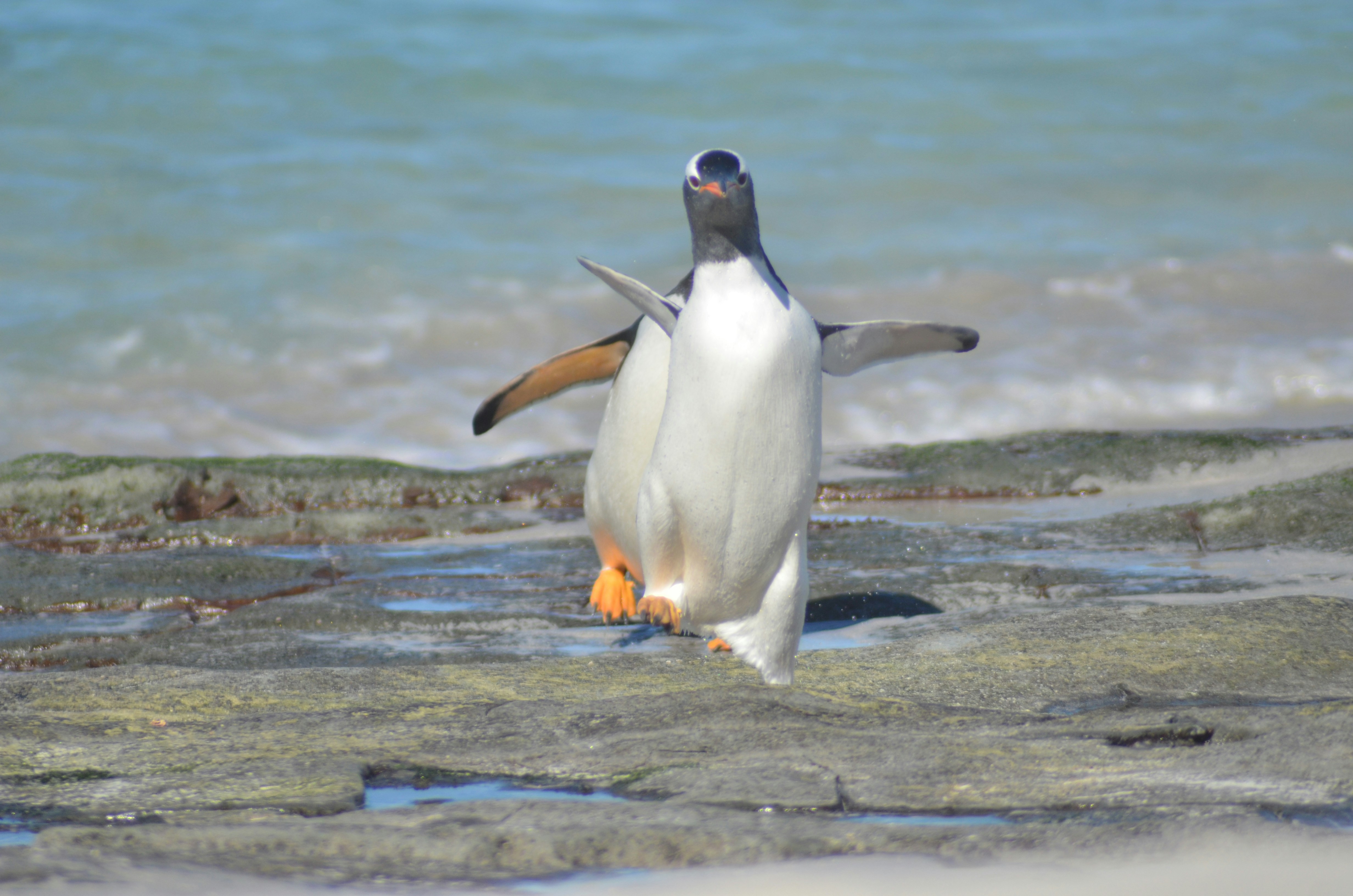 Penguin Stride Toward the Shore: A Bold Westbound Hop