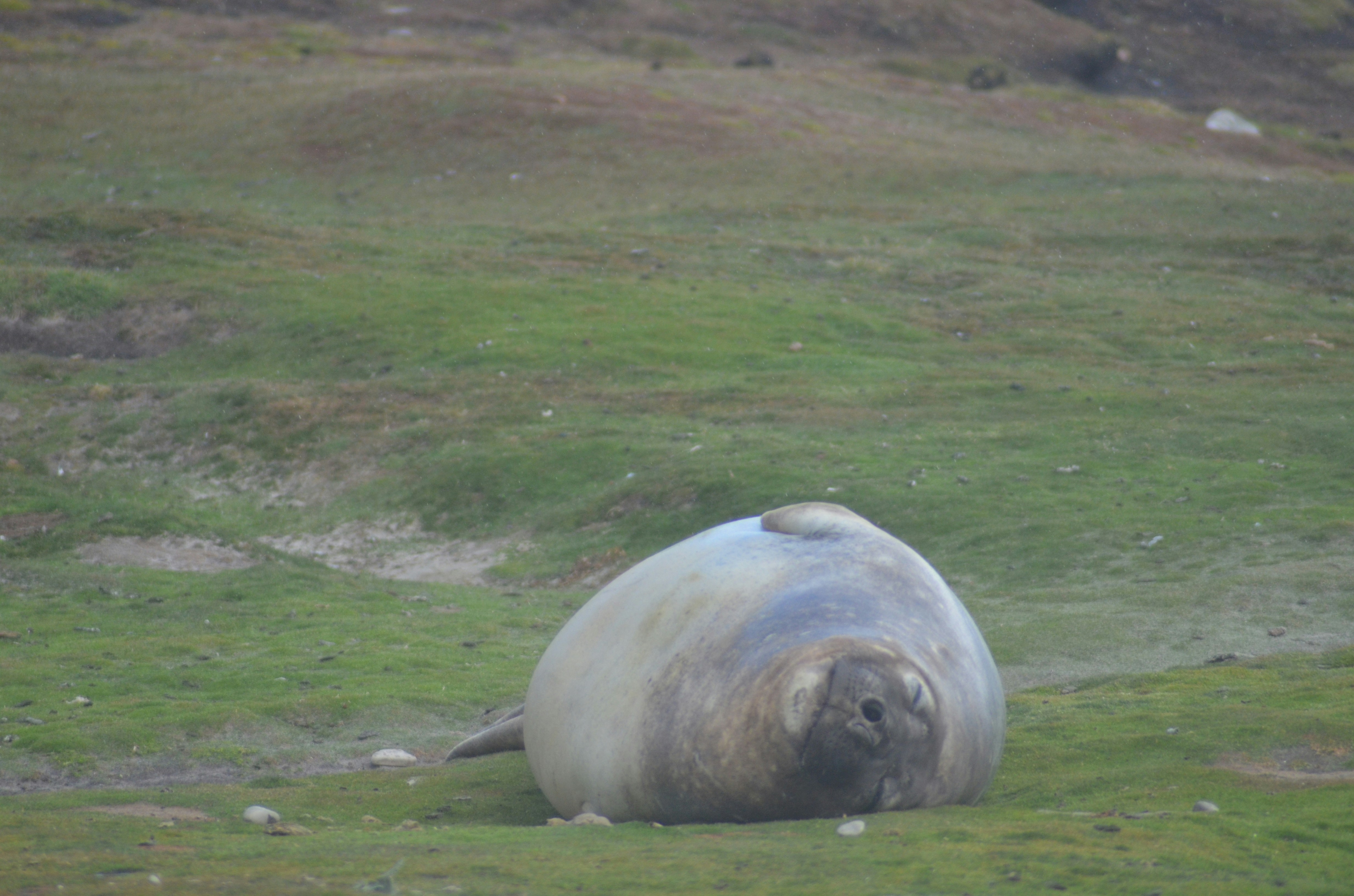 Hidden in Plain Green: A Sealed Sleep on the Meadow