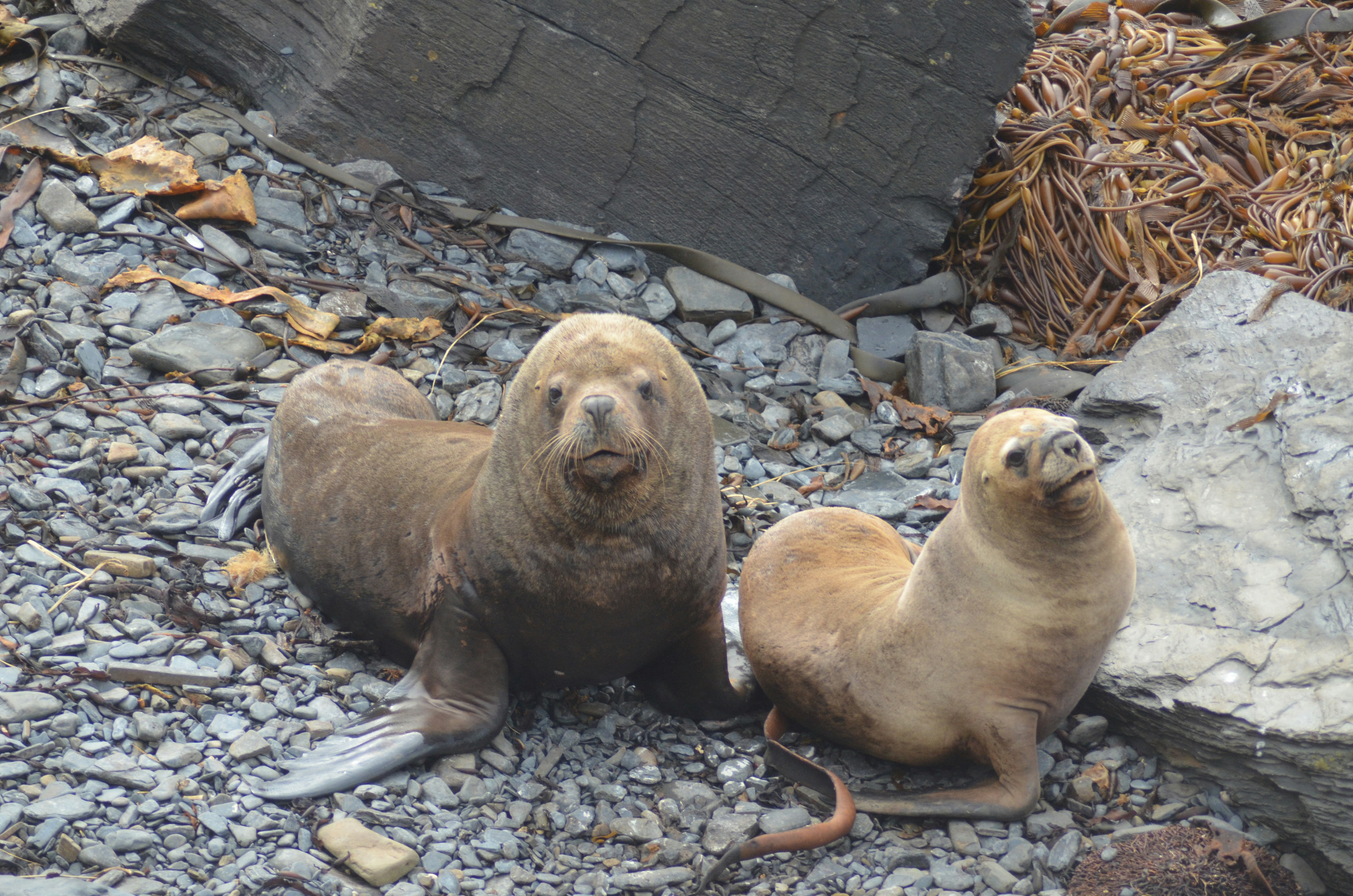 Two Seals Rest on a Pebble Beach Among Rocks