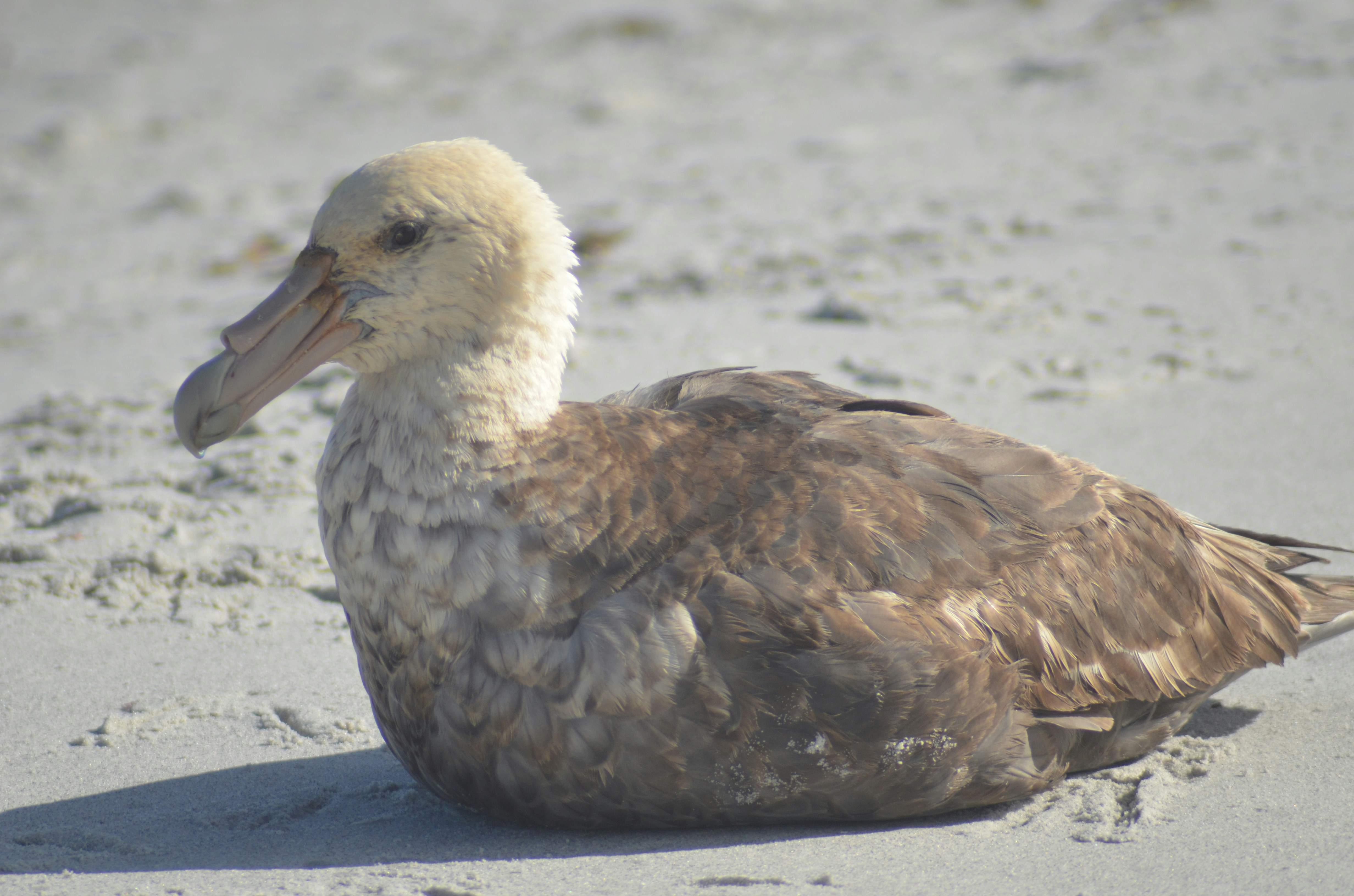Sunlit Eider on Sand: A Sea-Soft Portrait