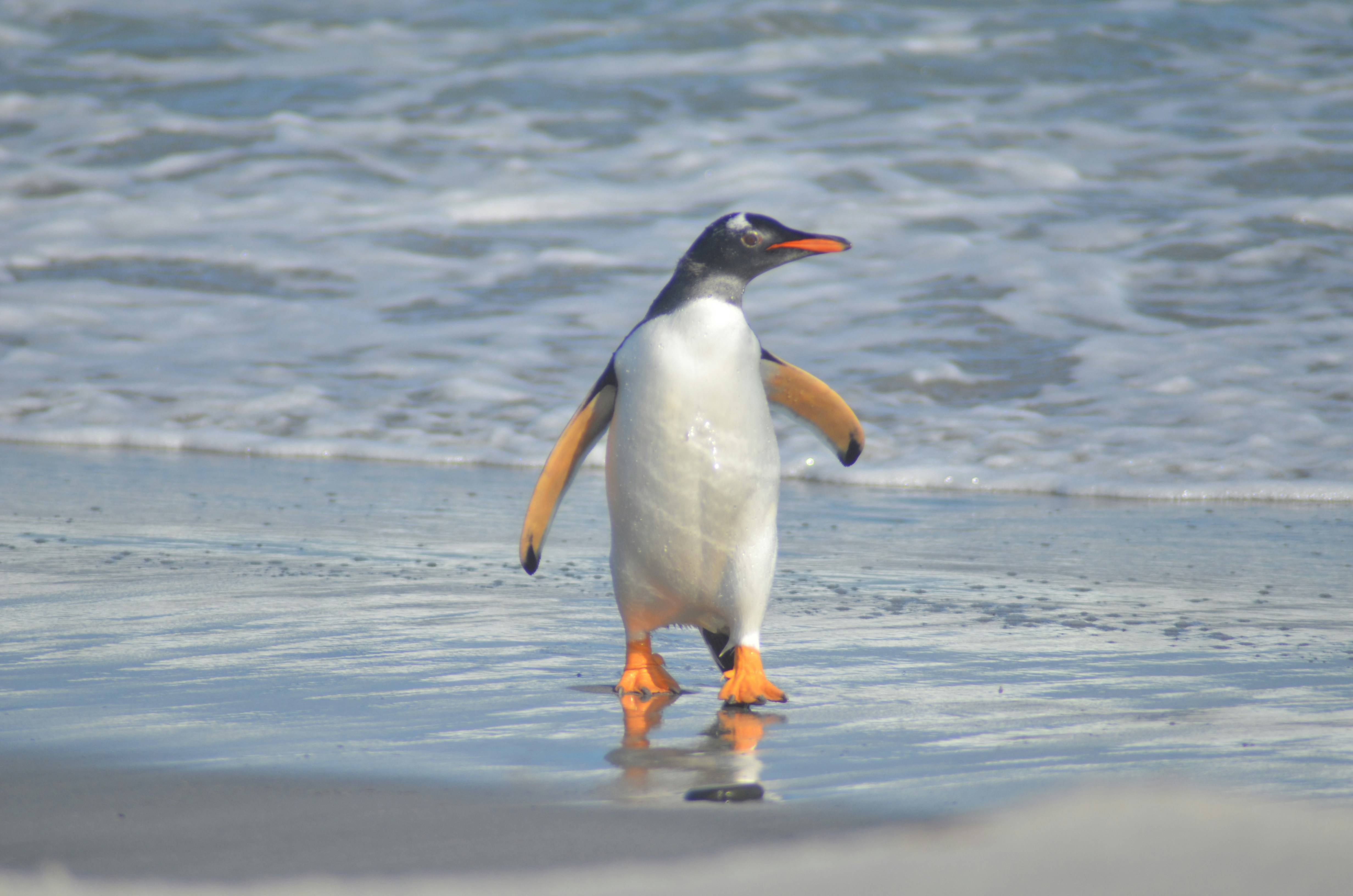 Penguin on the Wet Shore: Bright Orange Feet and Ocean Edge