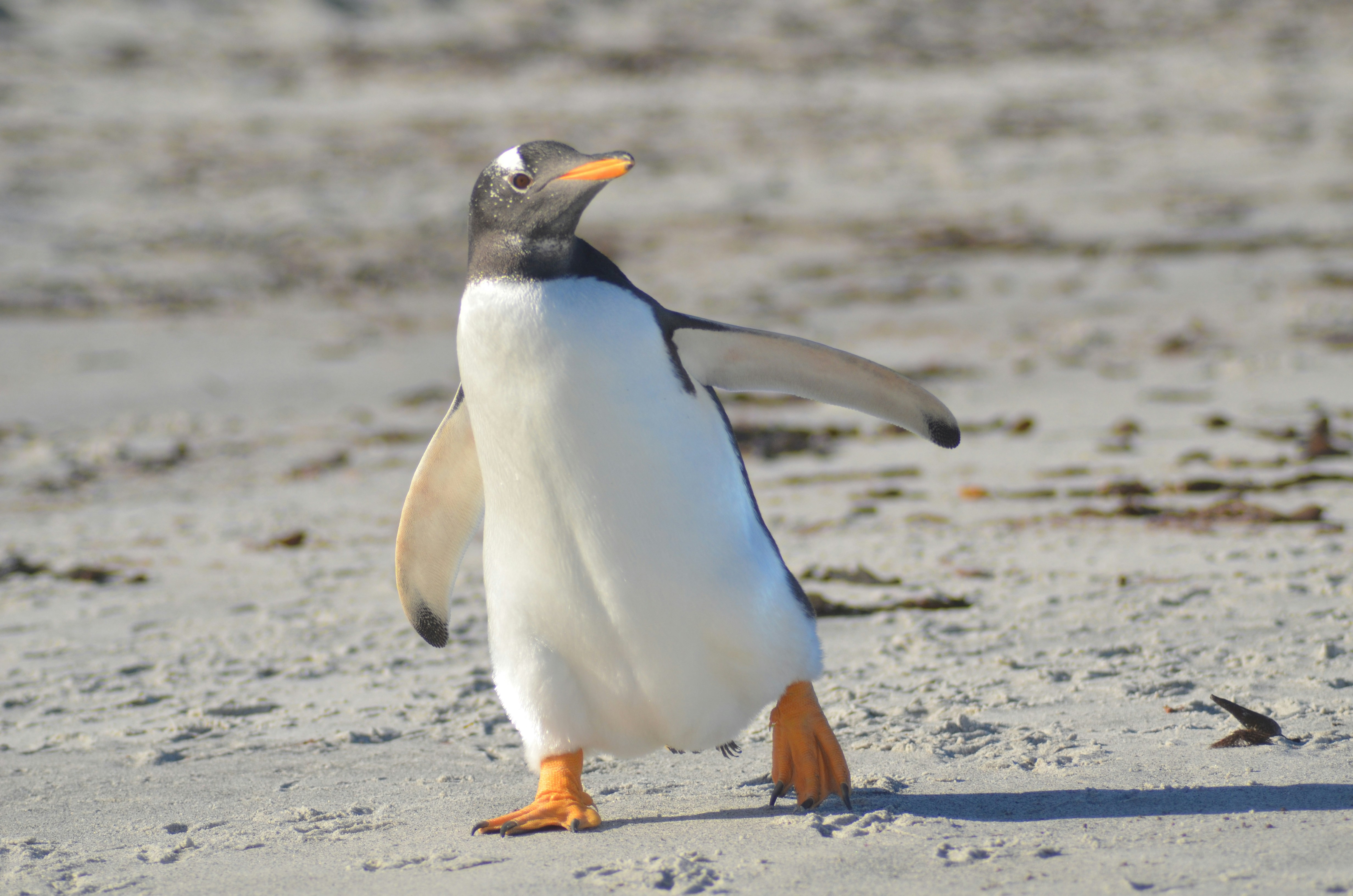 Portrait of a tuxedo dancer on sunlit sand