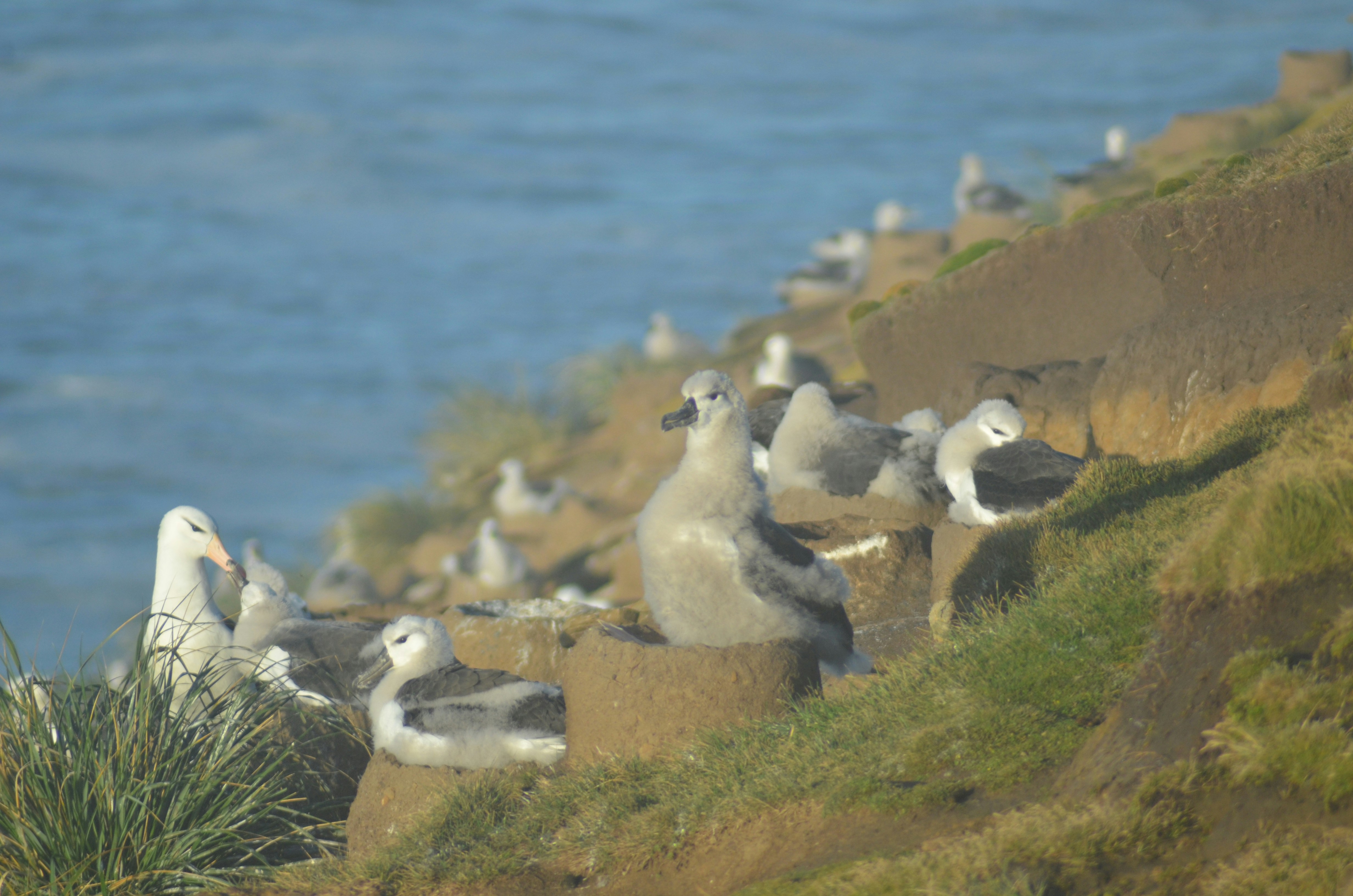 Colony of Seaside Gulls Resting Along Tiered Cliff