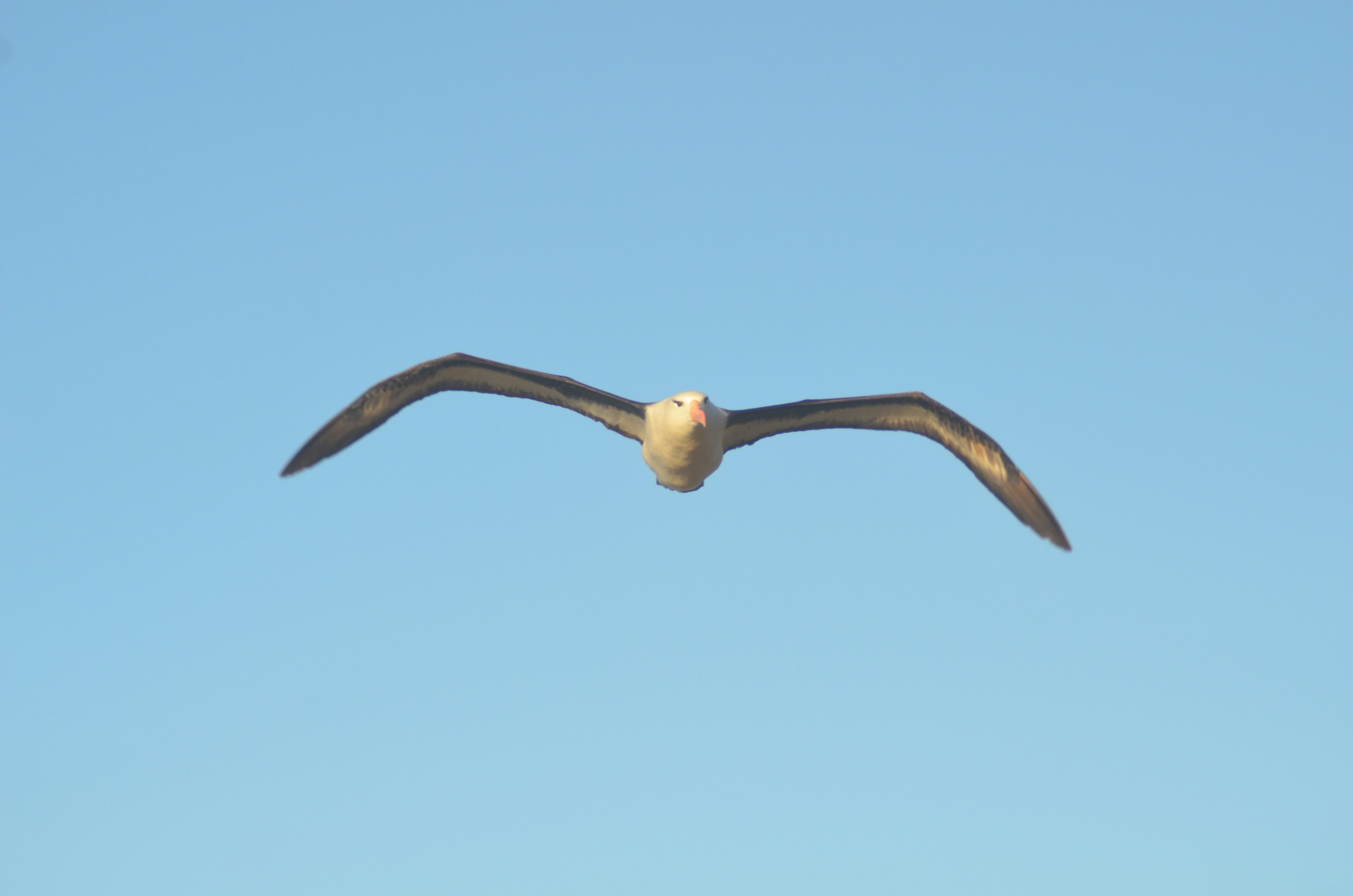 Winged Focus: Seabird Soaring Against a Clear Blue