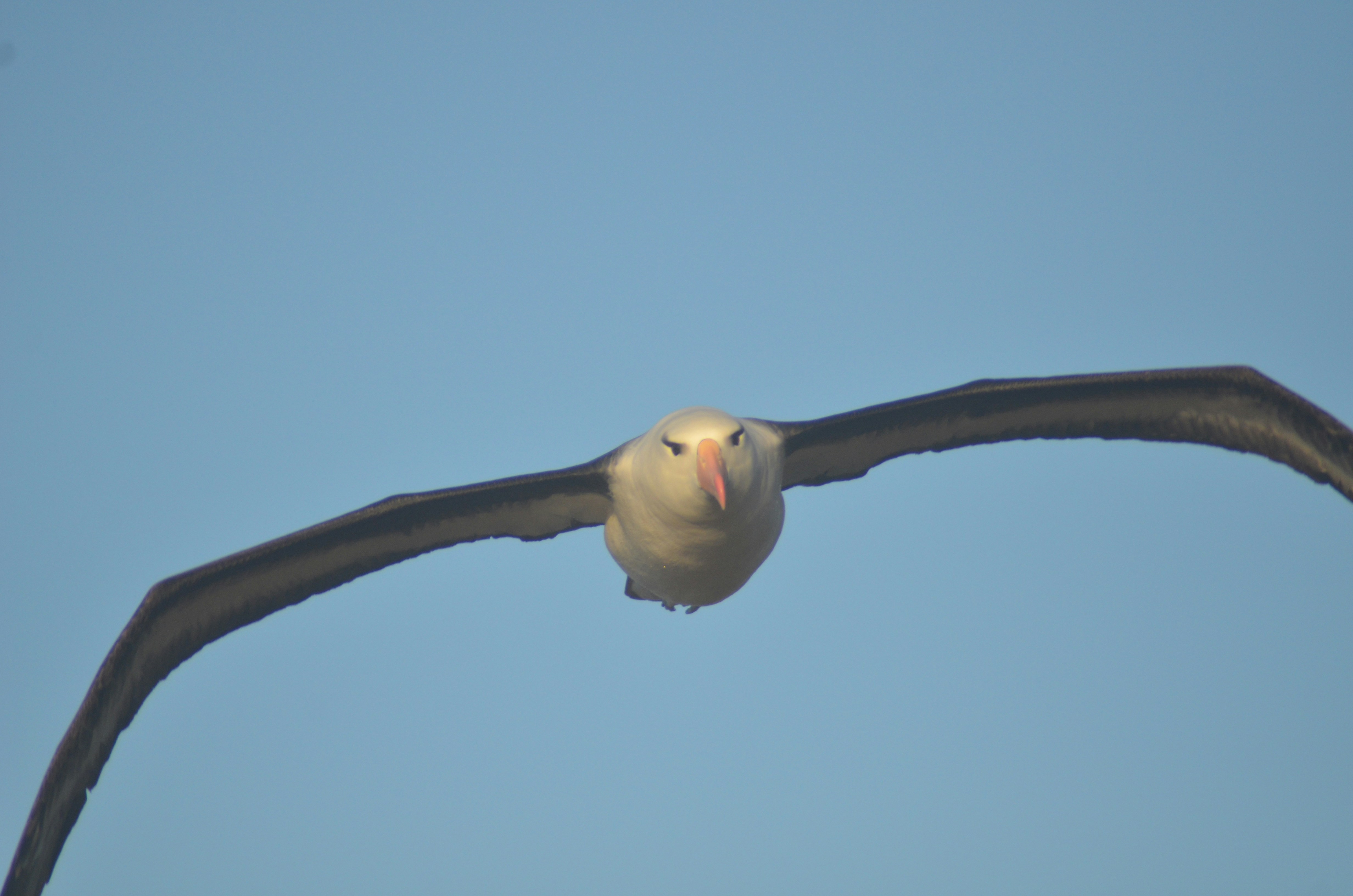 Midair Silhouette: White-Bellied Seabird Crossing a Clear Sky
