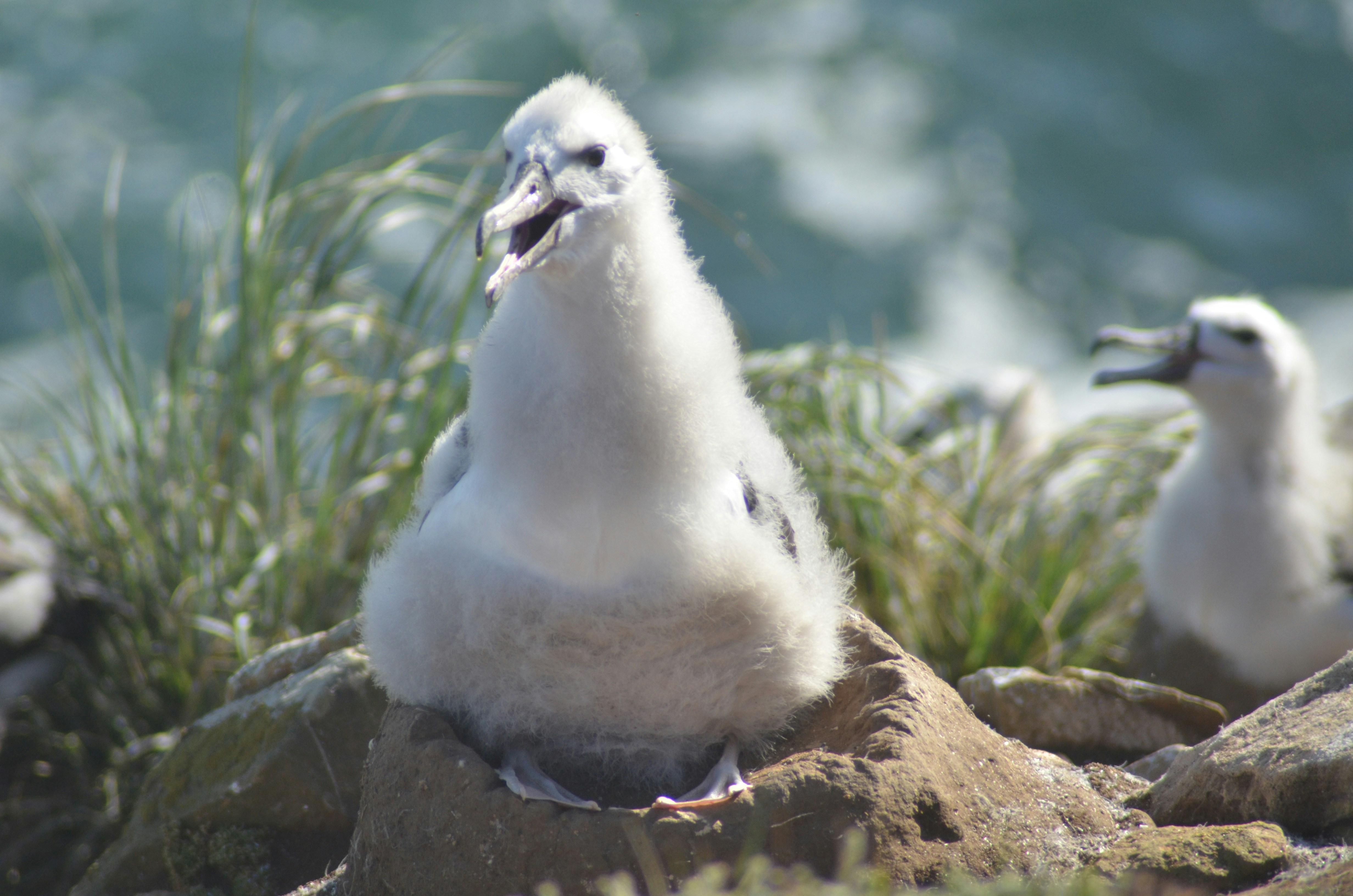 Chick on a rocky outcrop greets the sun with open beak
