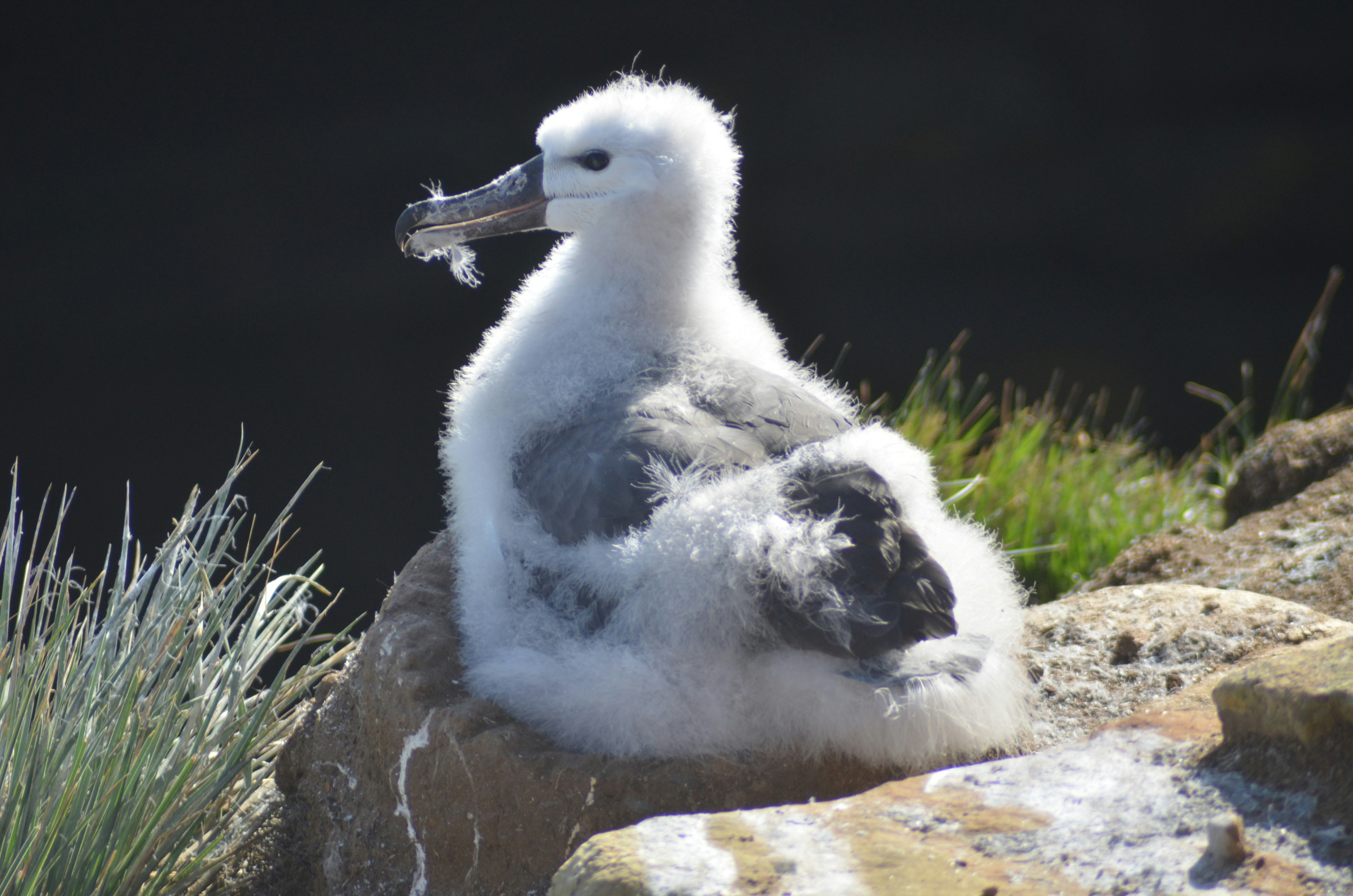 A fluffy gull chick perched on sunlit rock with a beakful of forage