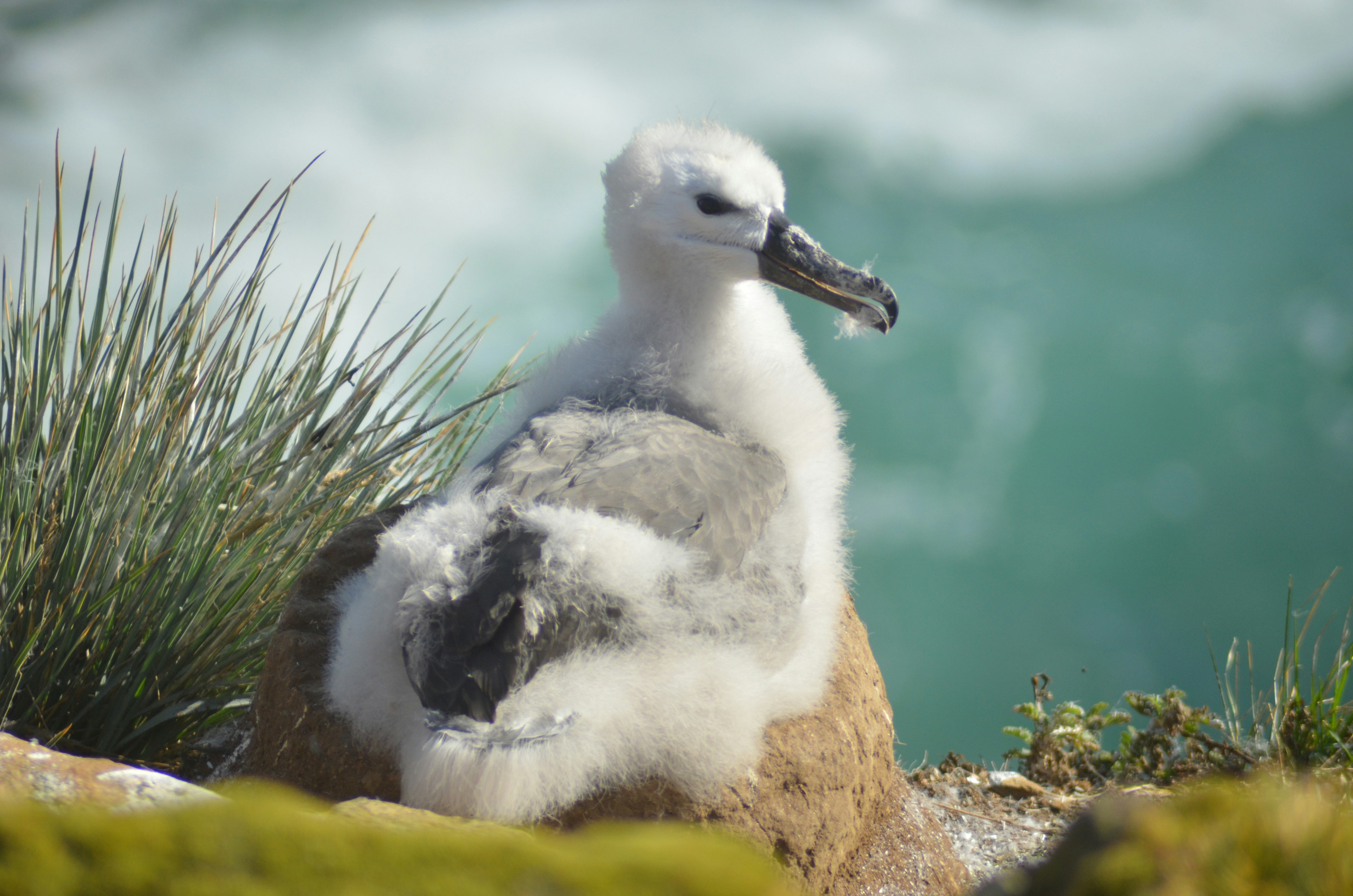 Seabird Watch: A fluffy chick perched among shore grasses with a distant turquoise tide