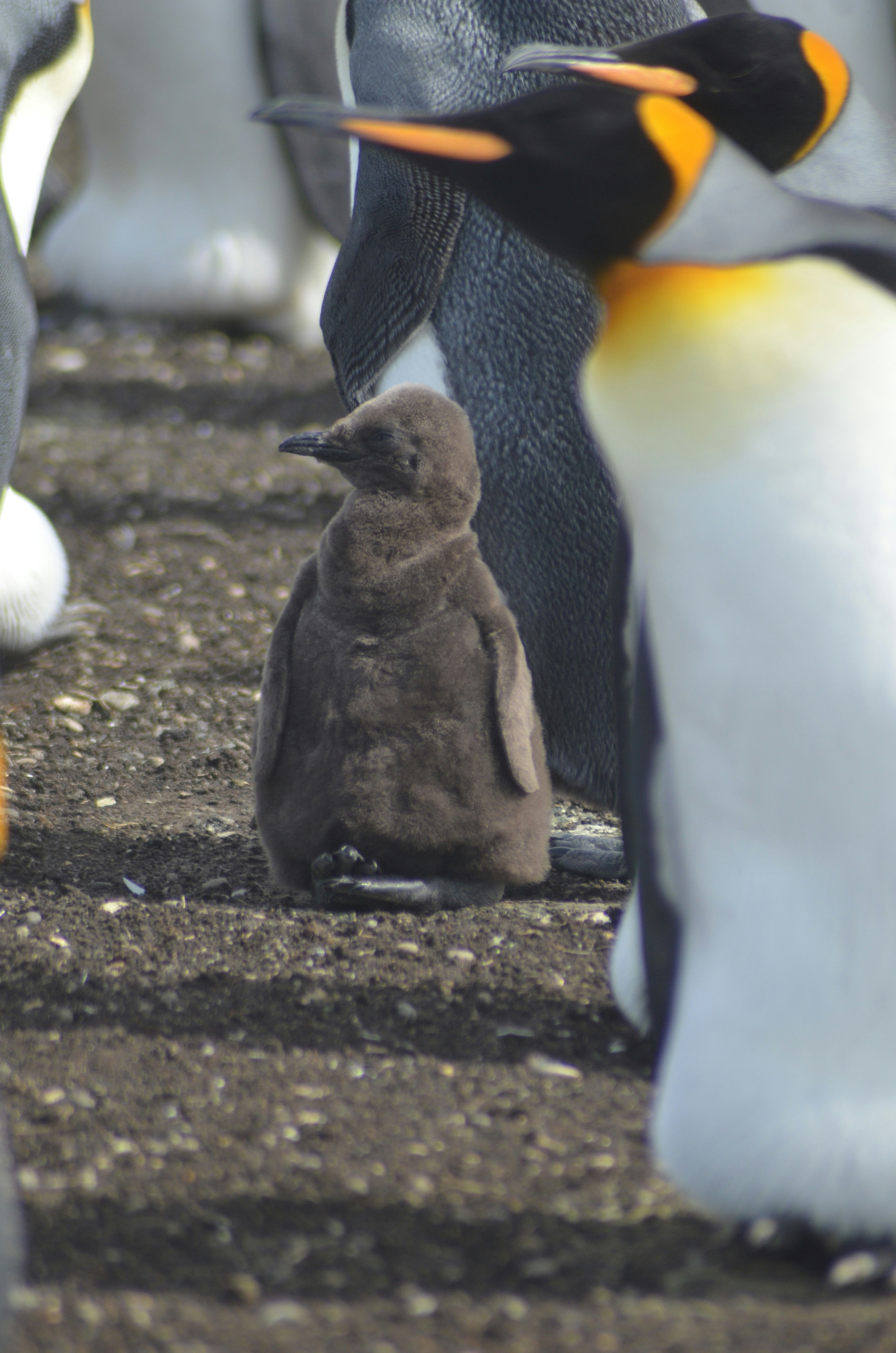 Little Brown Puff: A Penguin Chick Surrounded by Adults on a Pebbled Colony