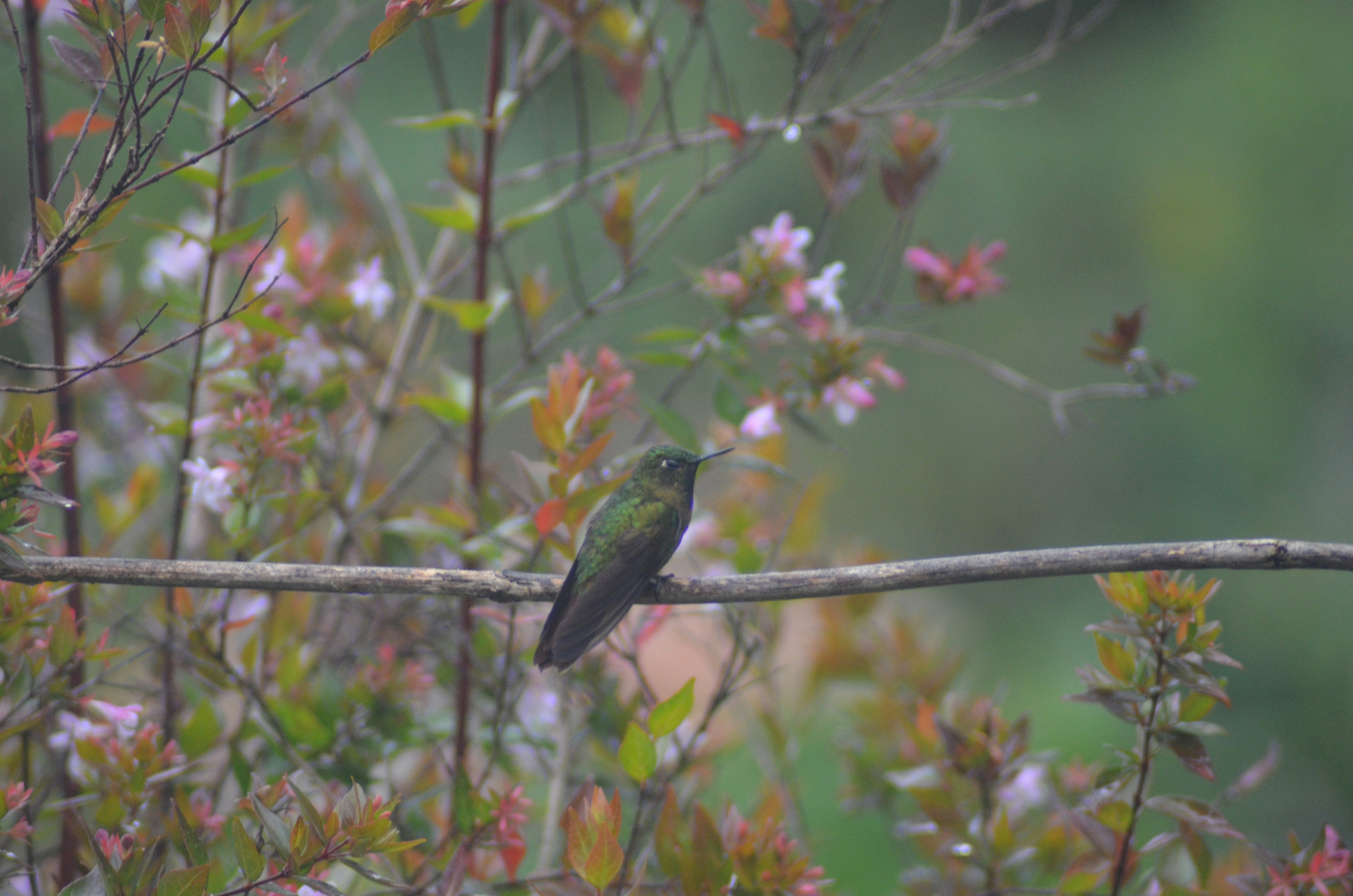 Humming perched on spring blossoms amid soft greens
