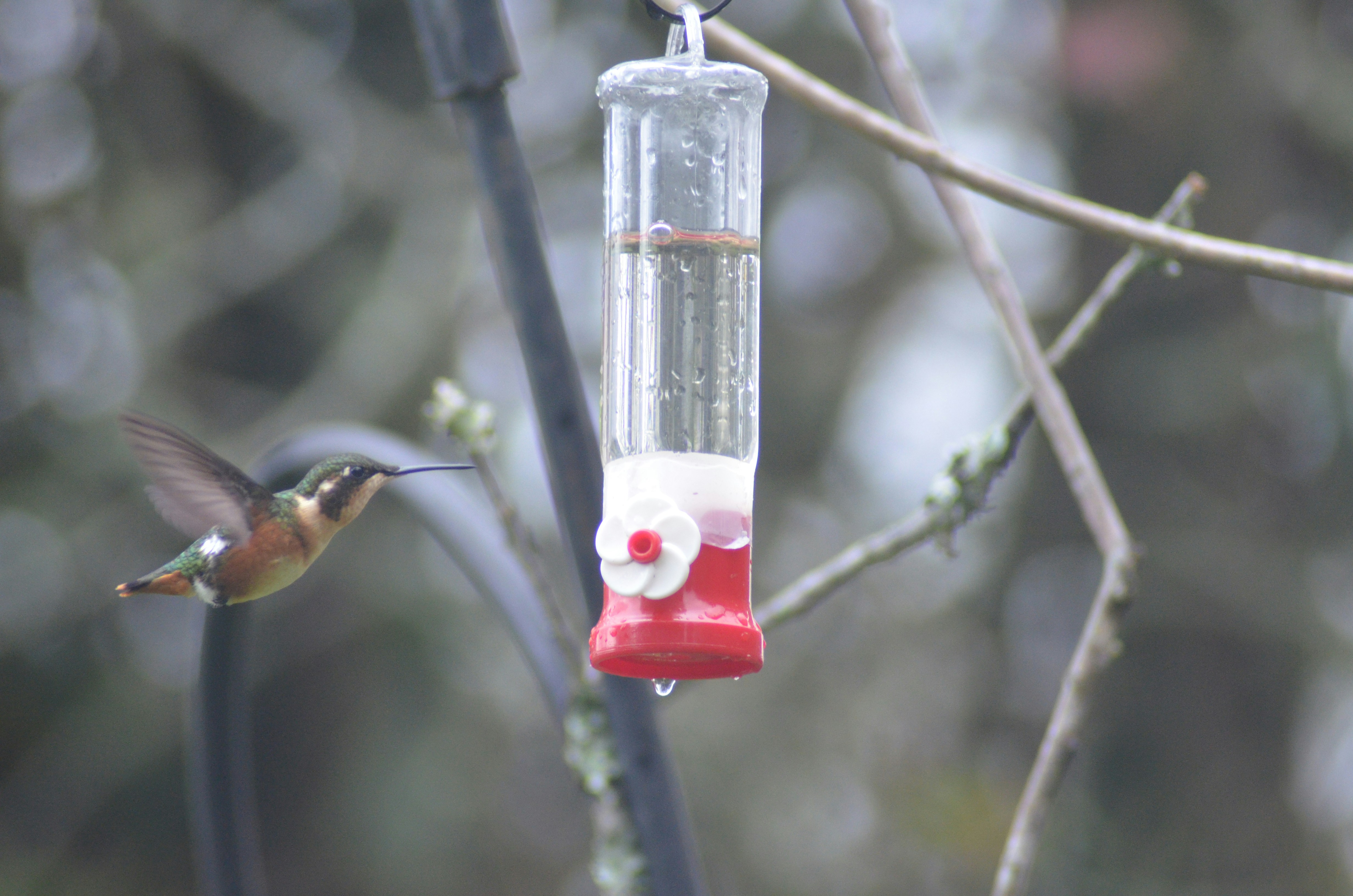 Hummingbird in Flight Near a Red-Top Feeder