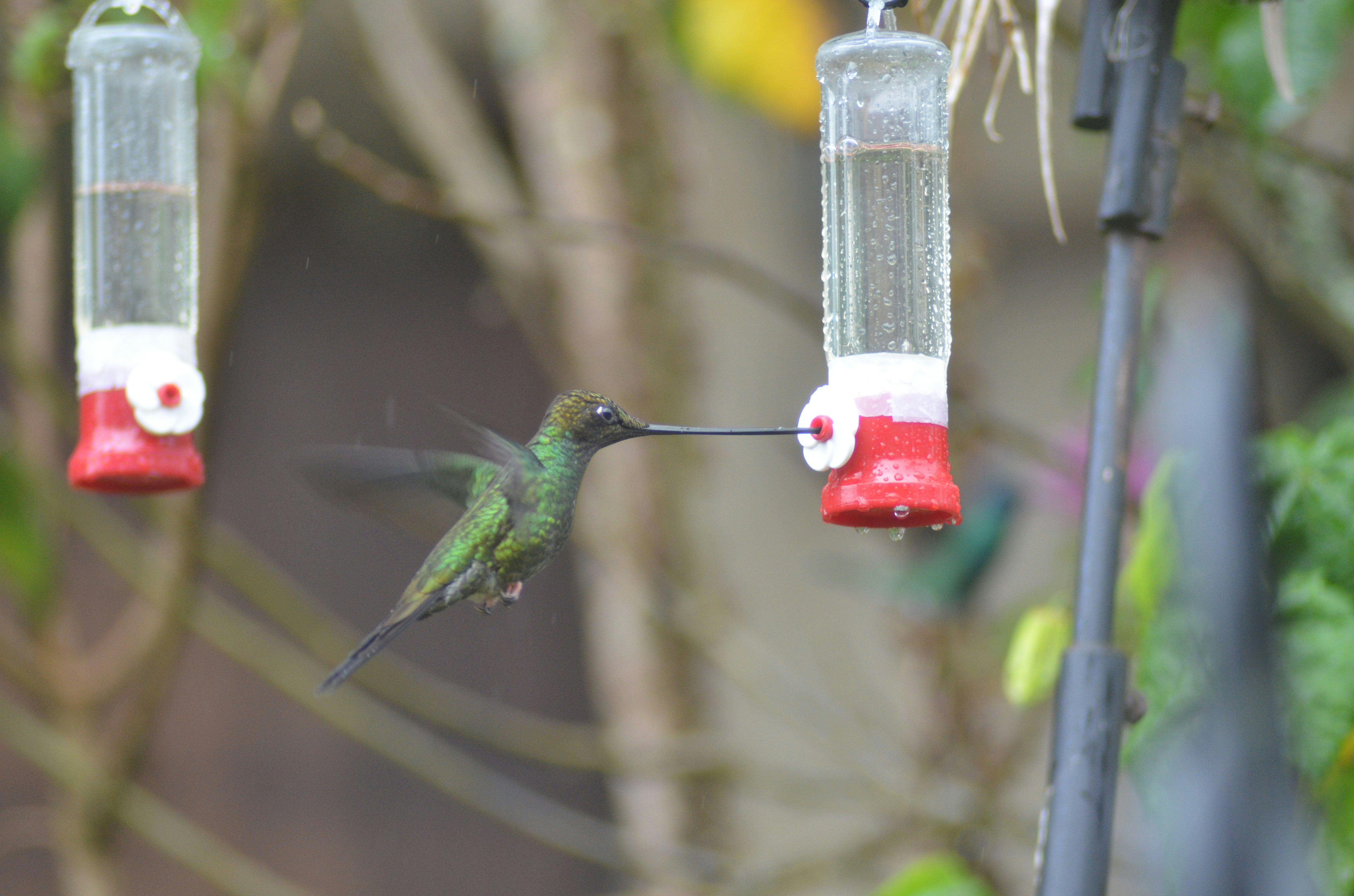 Hummingbird in Flight at a Nectar Scene