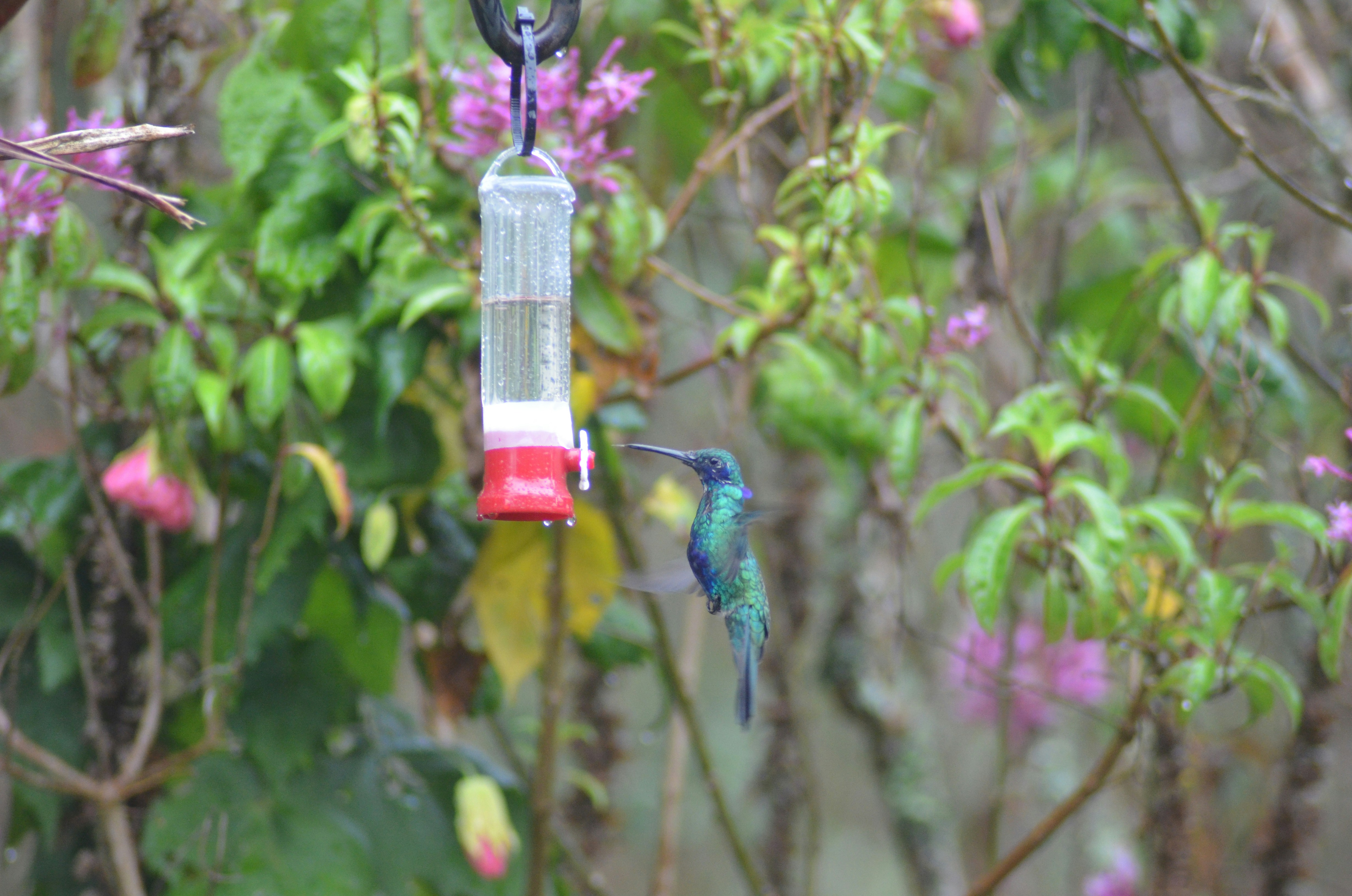 Hummingbird at the Feeder: a Tiny Blur of Color in a Garden