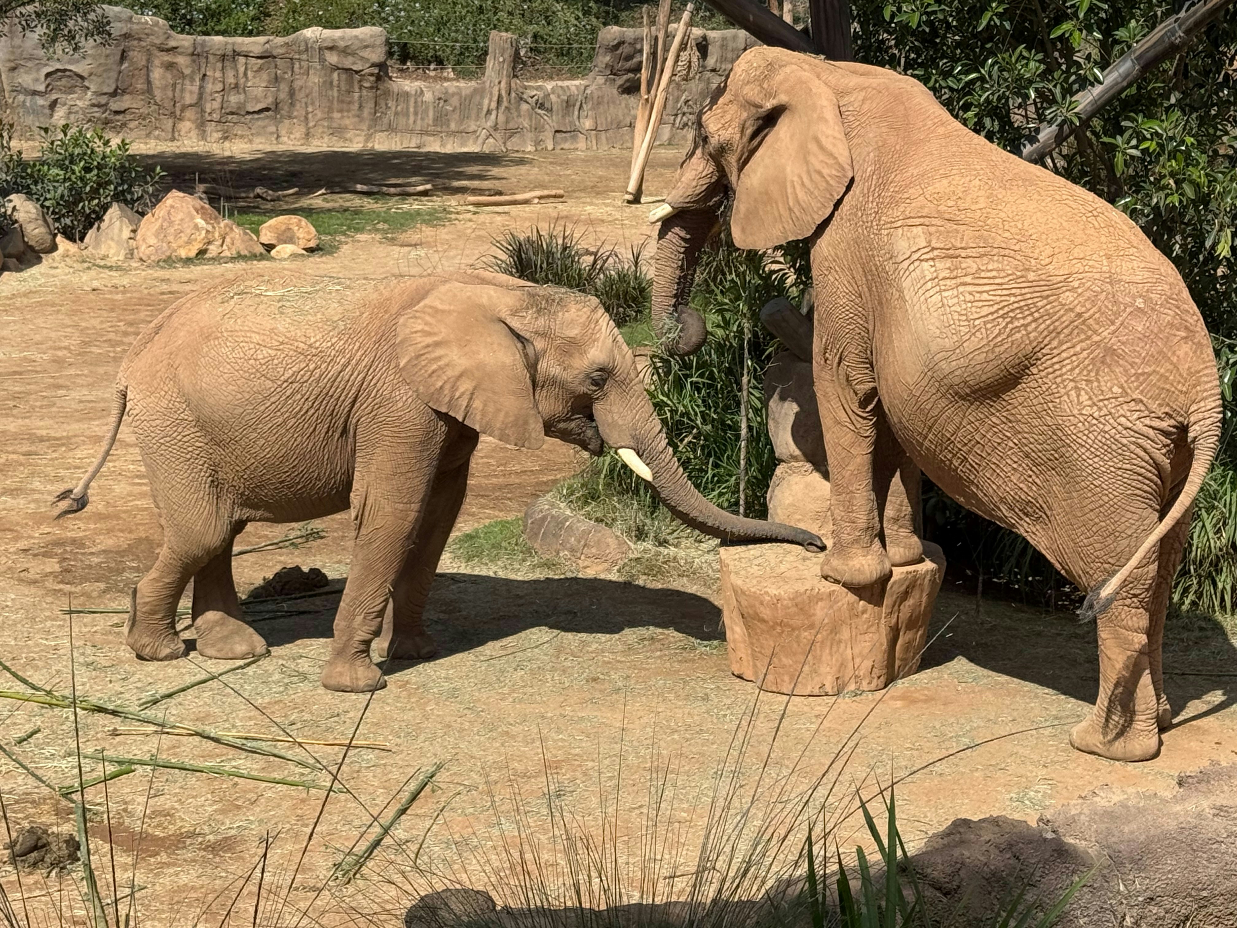 Gentle Charge: An Elephant Calf and Mother Share a Quiet Moment