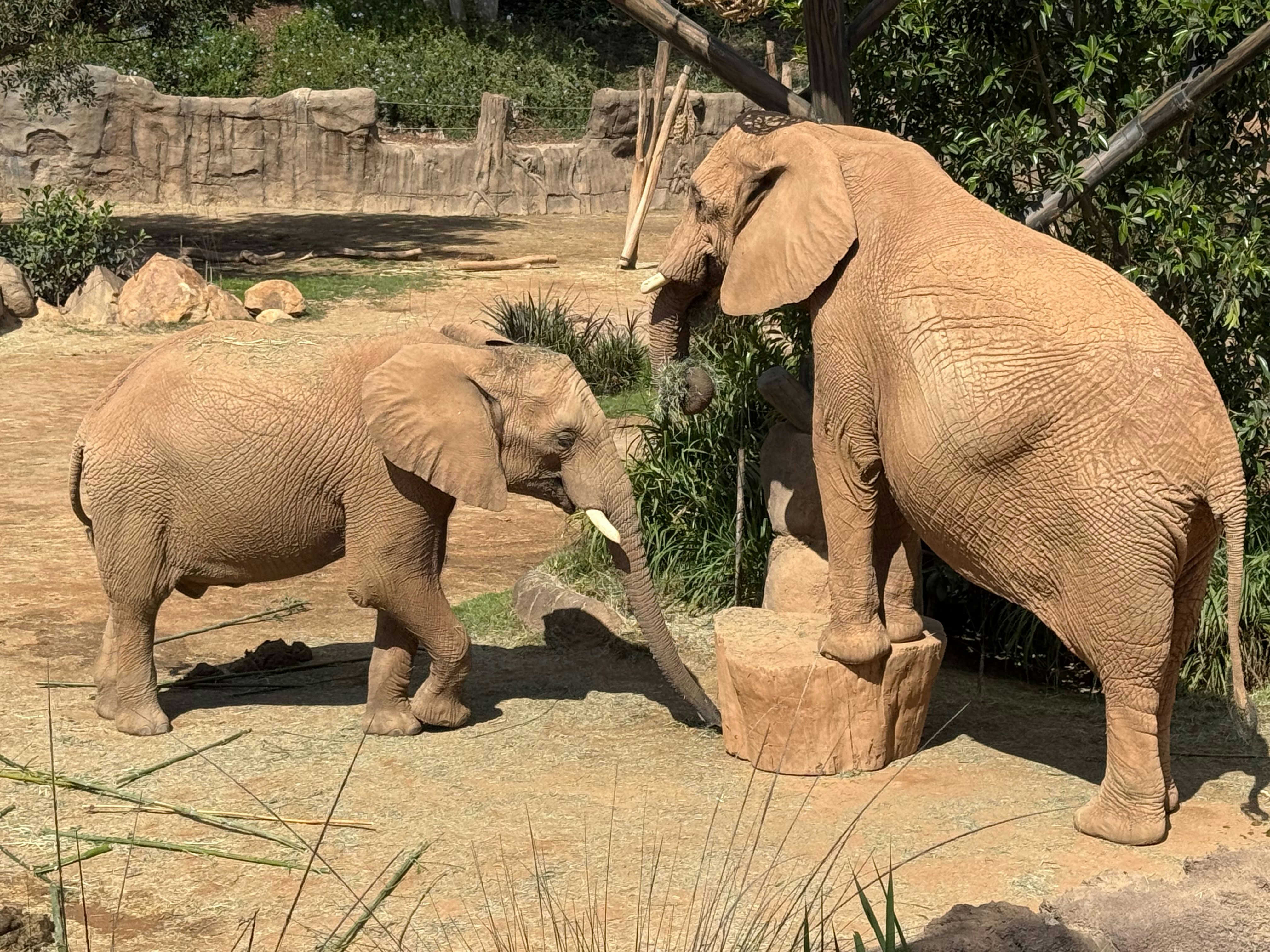 Young Elephant Reaches Toward Its Taller Companion