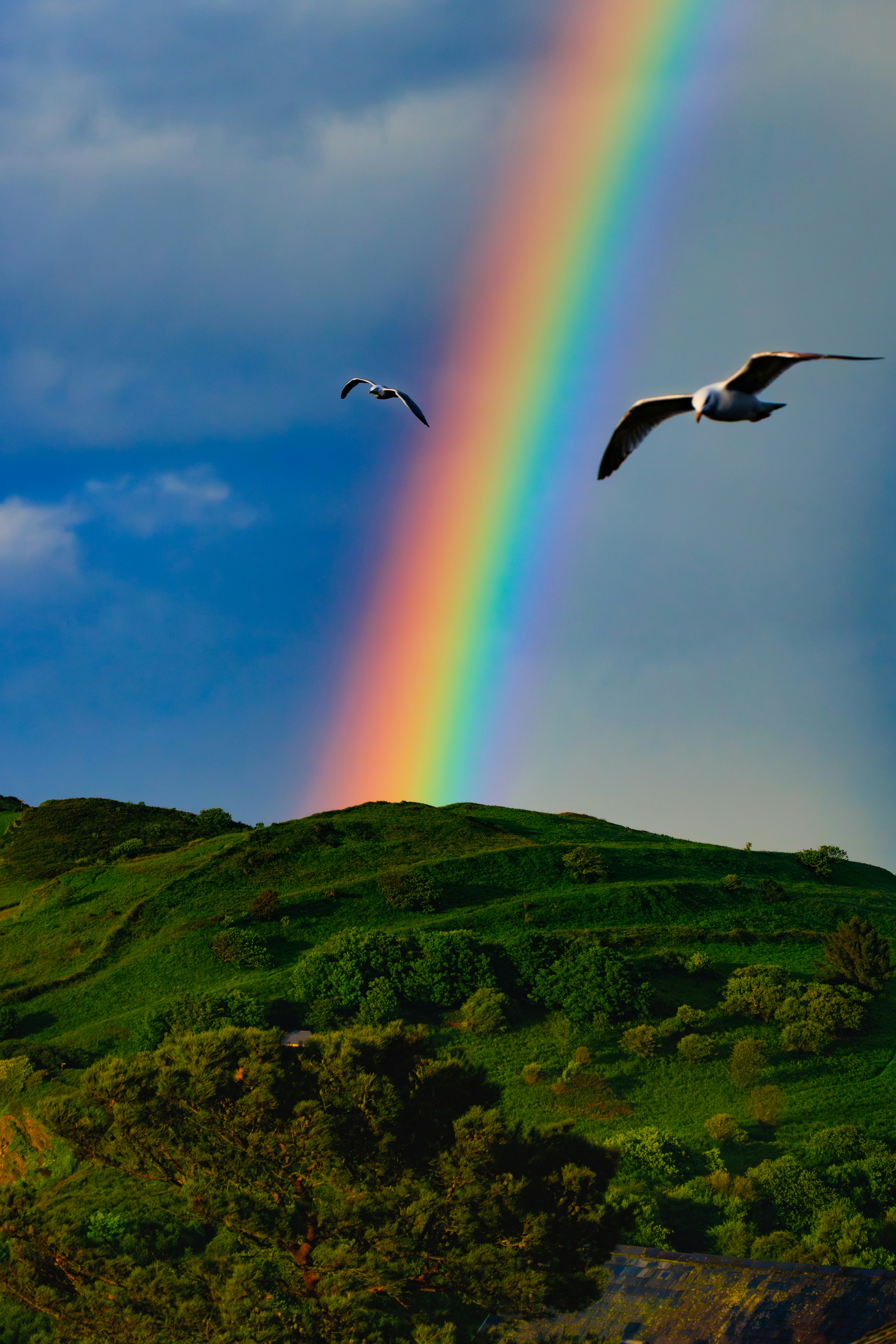 Rainbow over rolling greens: birds in flight beneath a vivid arc