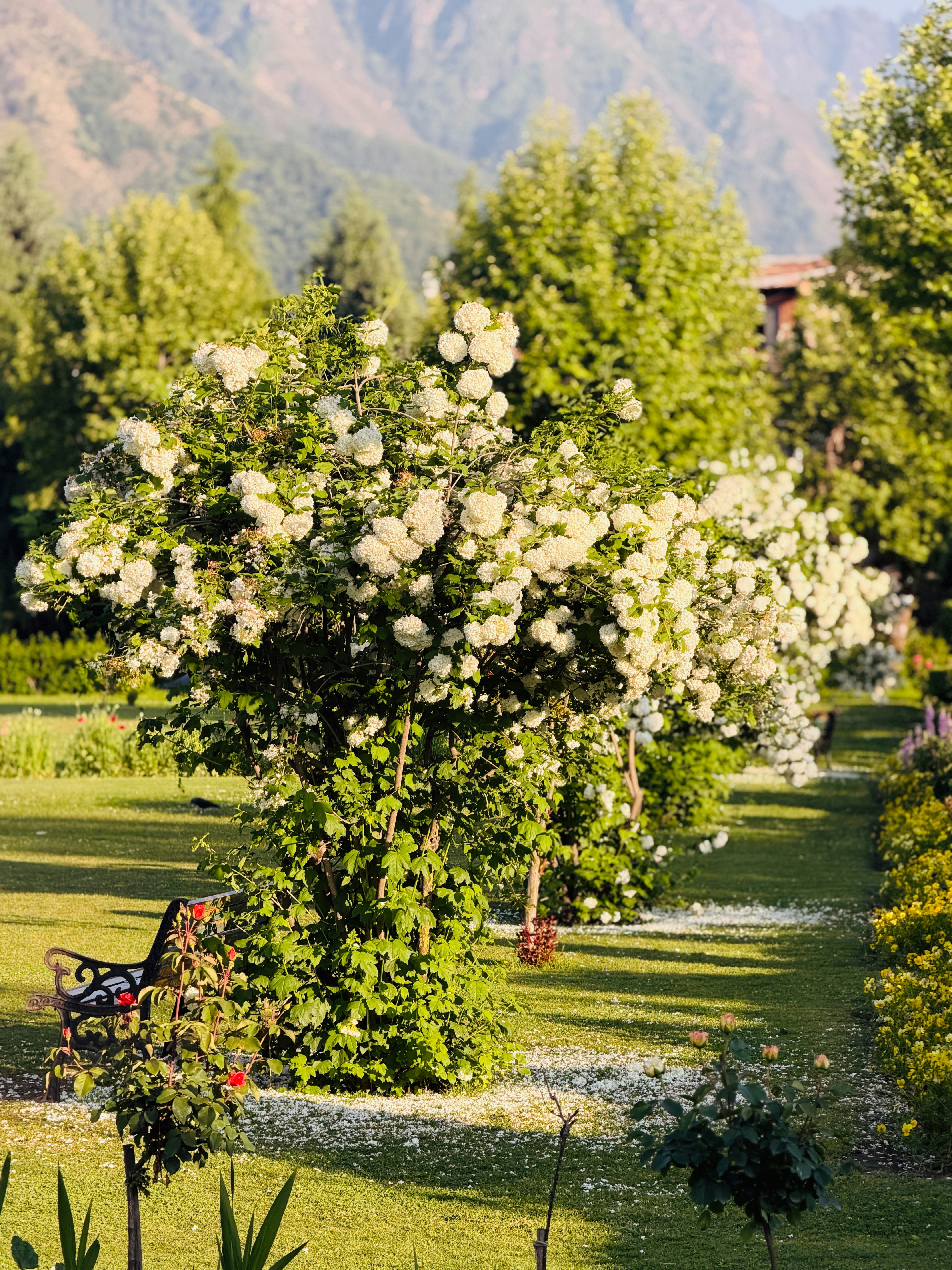 White-rose Arbor in a Sunlit Garden