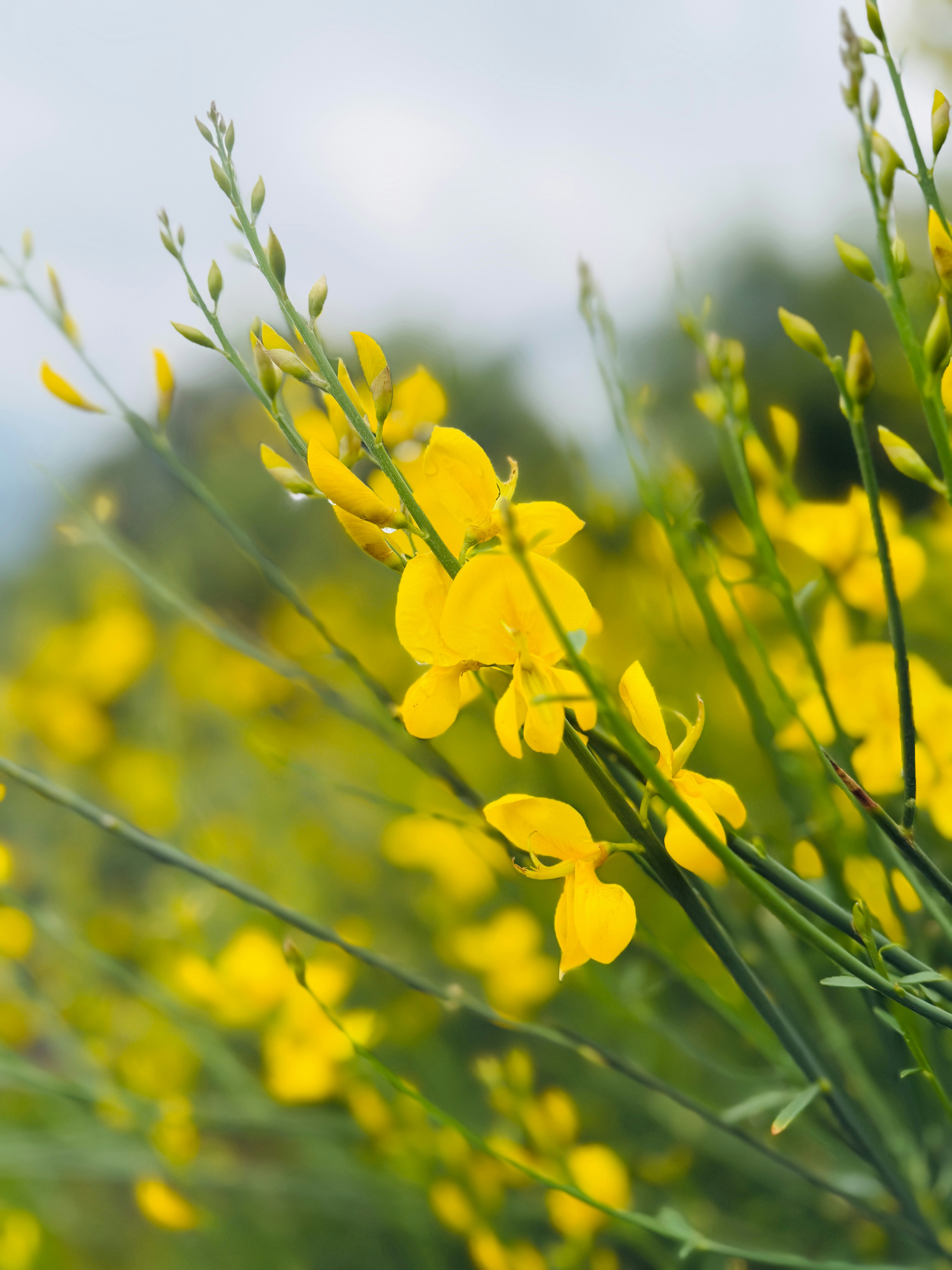 Yellow blossom arc in a sunlit field