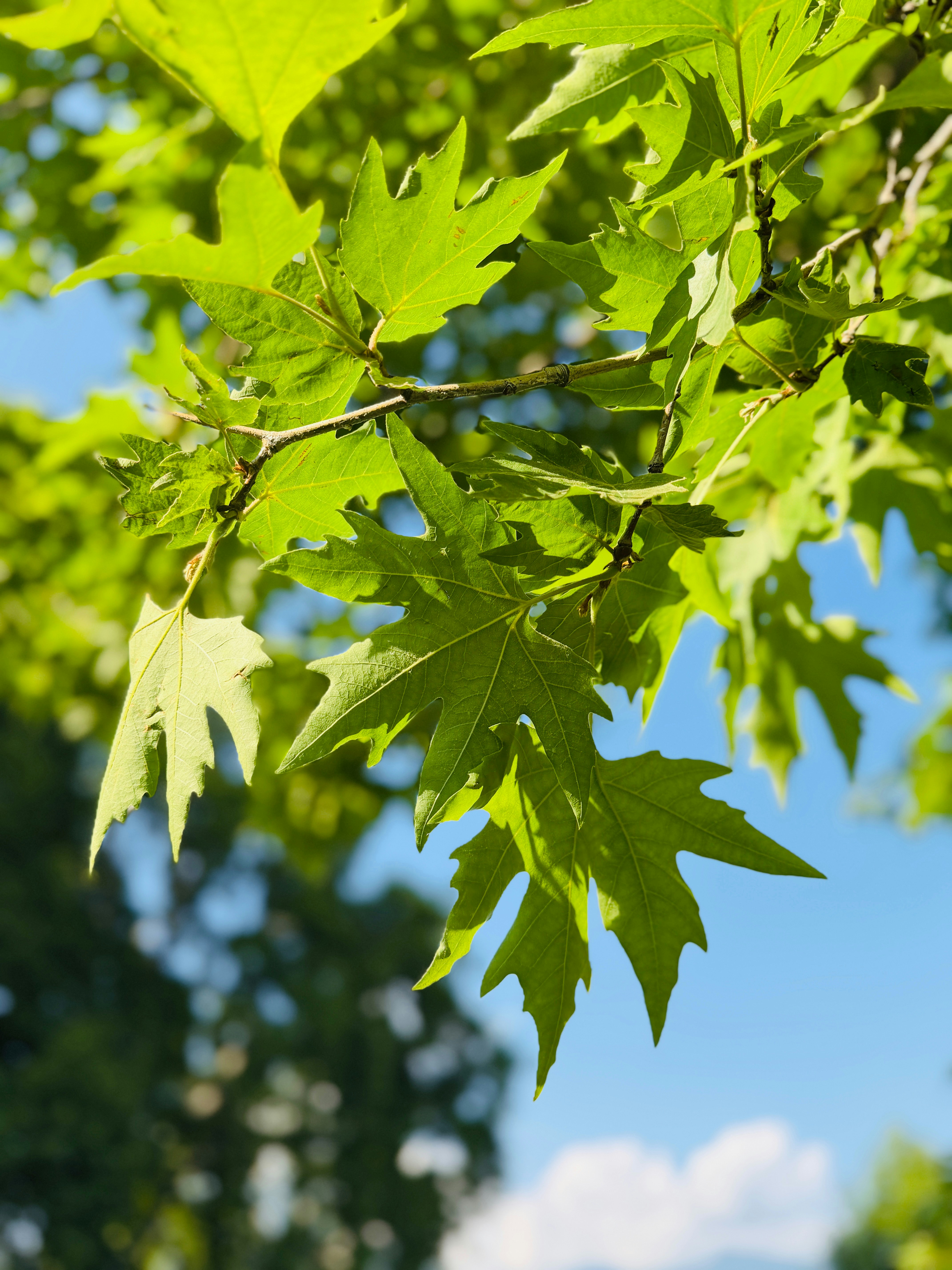 Bright Maple Canopy in Sunlit Sky