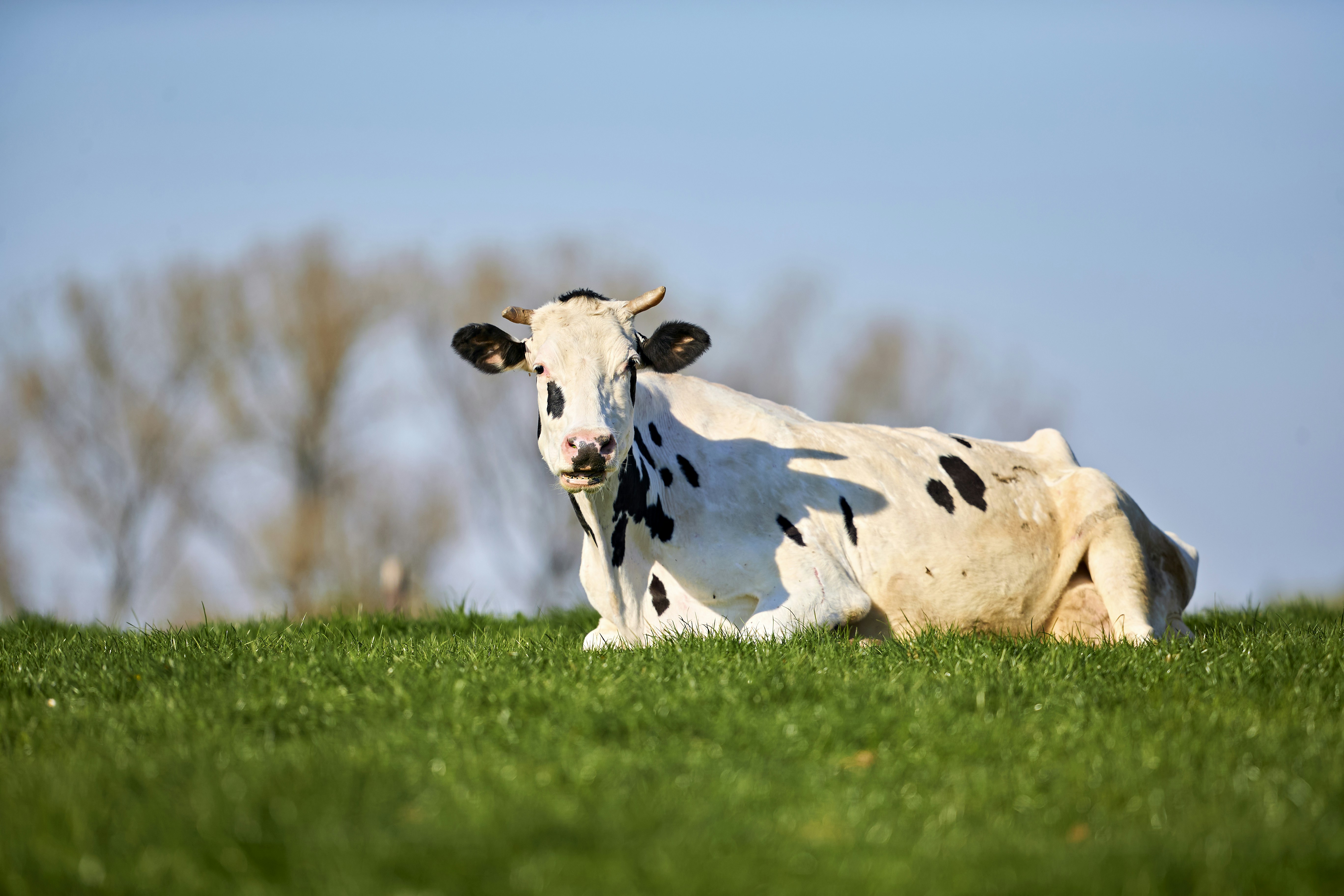 Low-Cown Field: A White Holstein Resting Amid Summer Grass