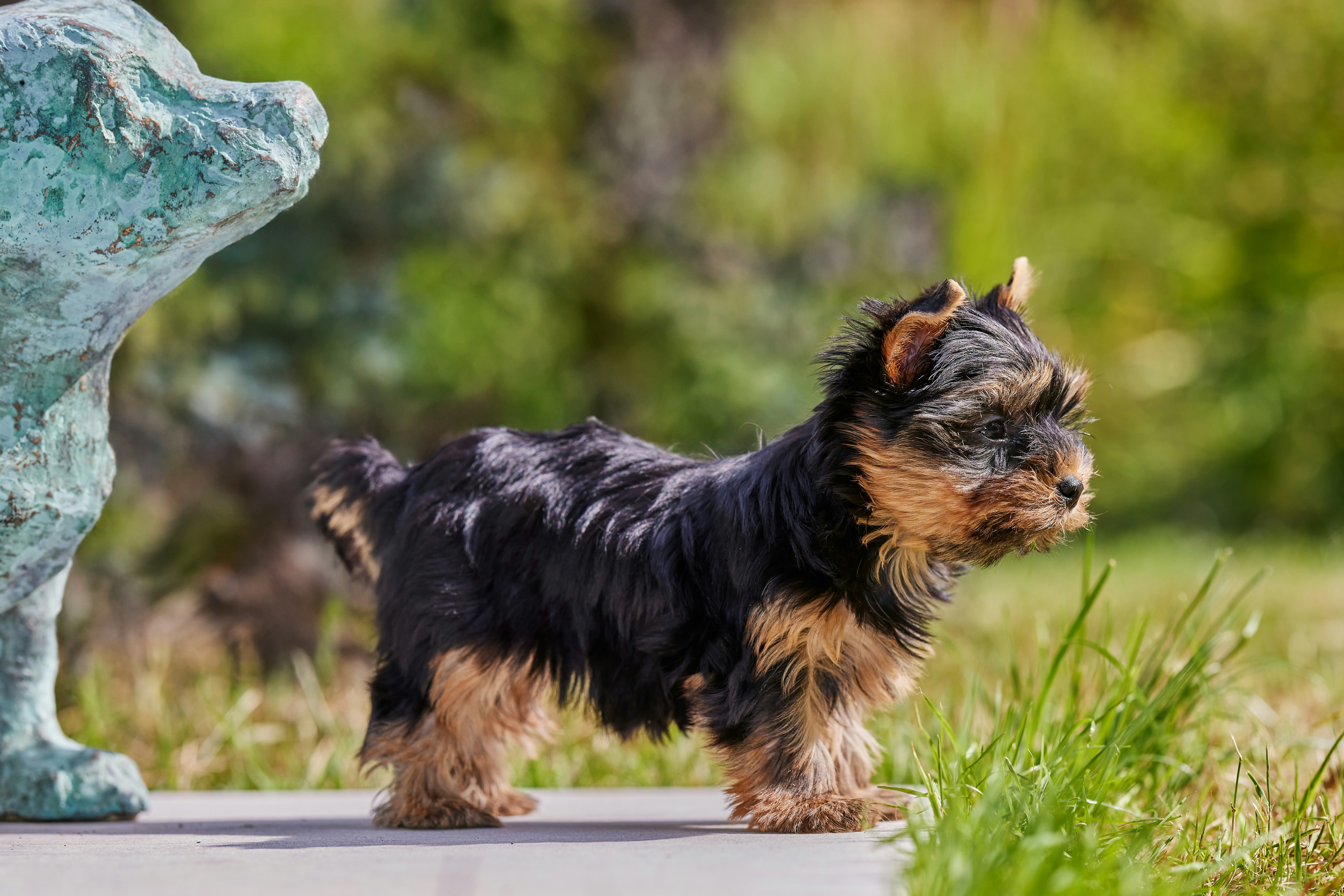 Yorkie on a Sunny Platform: A Tiny Courageous Explorer