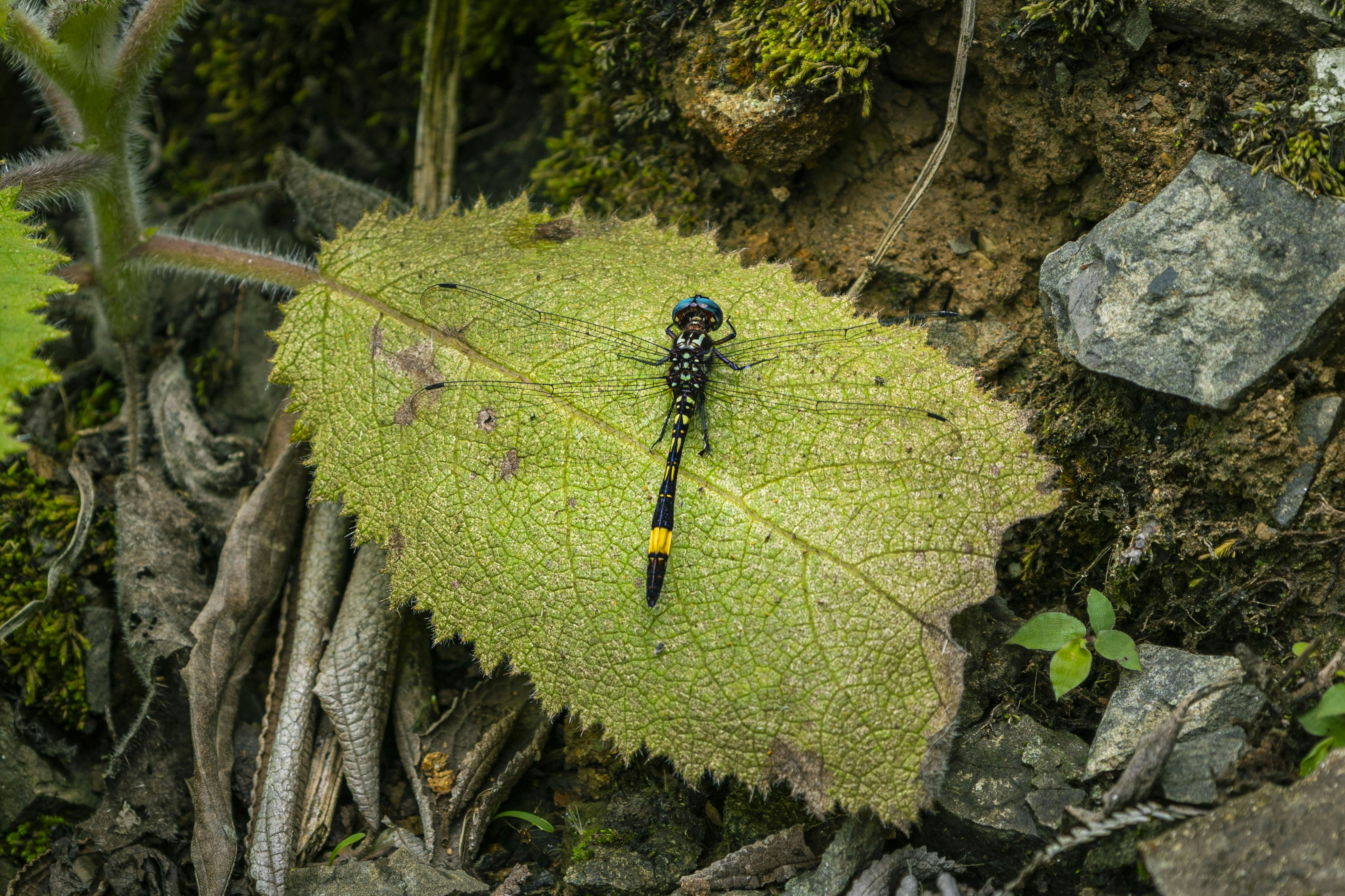 Dragonfly on a mossy leaf: a quiet moment of color and texture