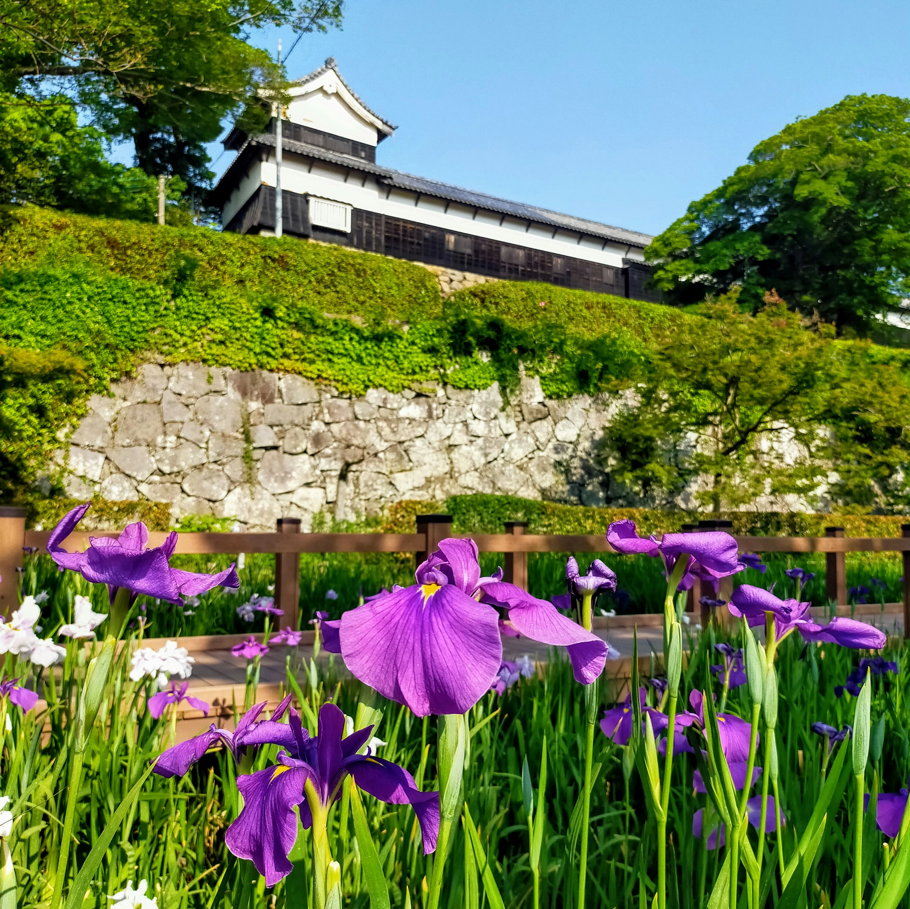 Purple Irises by a Historic Castle Wall