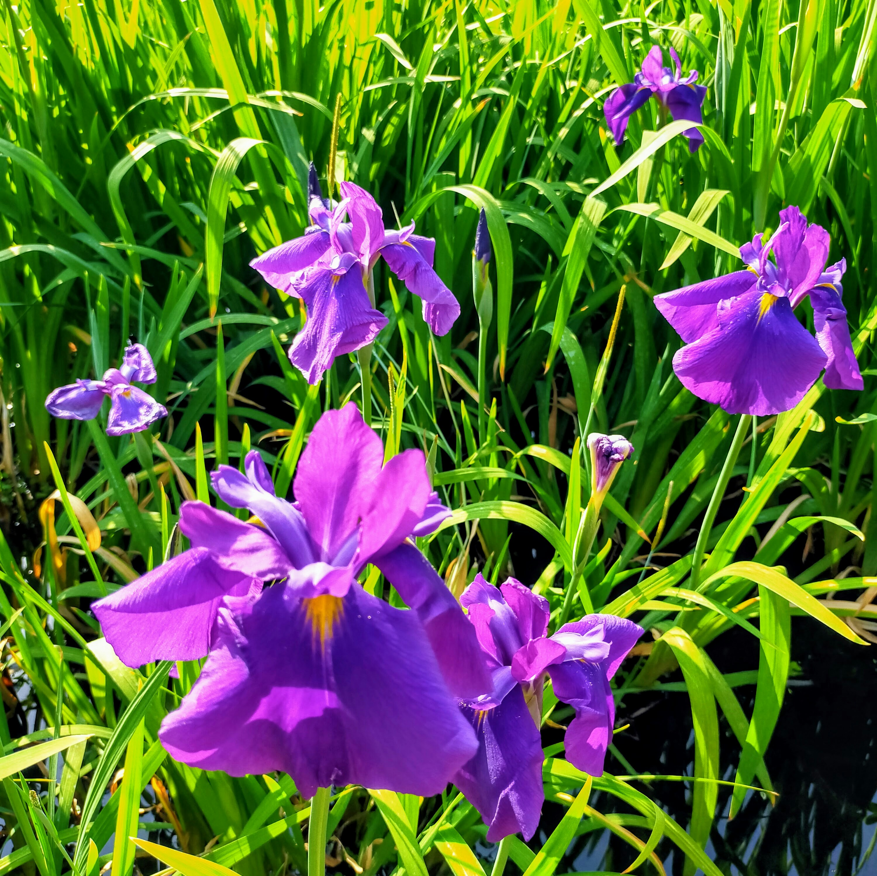 Vibrant purple irises rise among lush green leaves, capturing a close floral cluster with vivid color and sharp foreground detail.