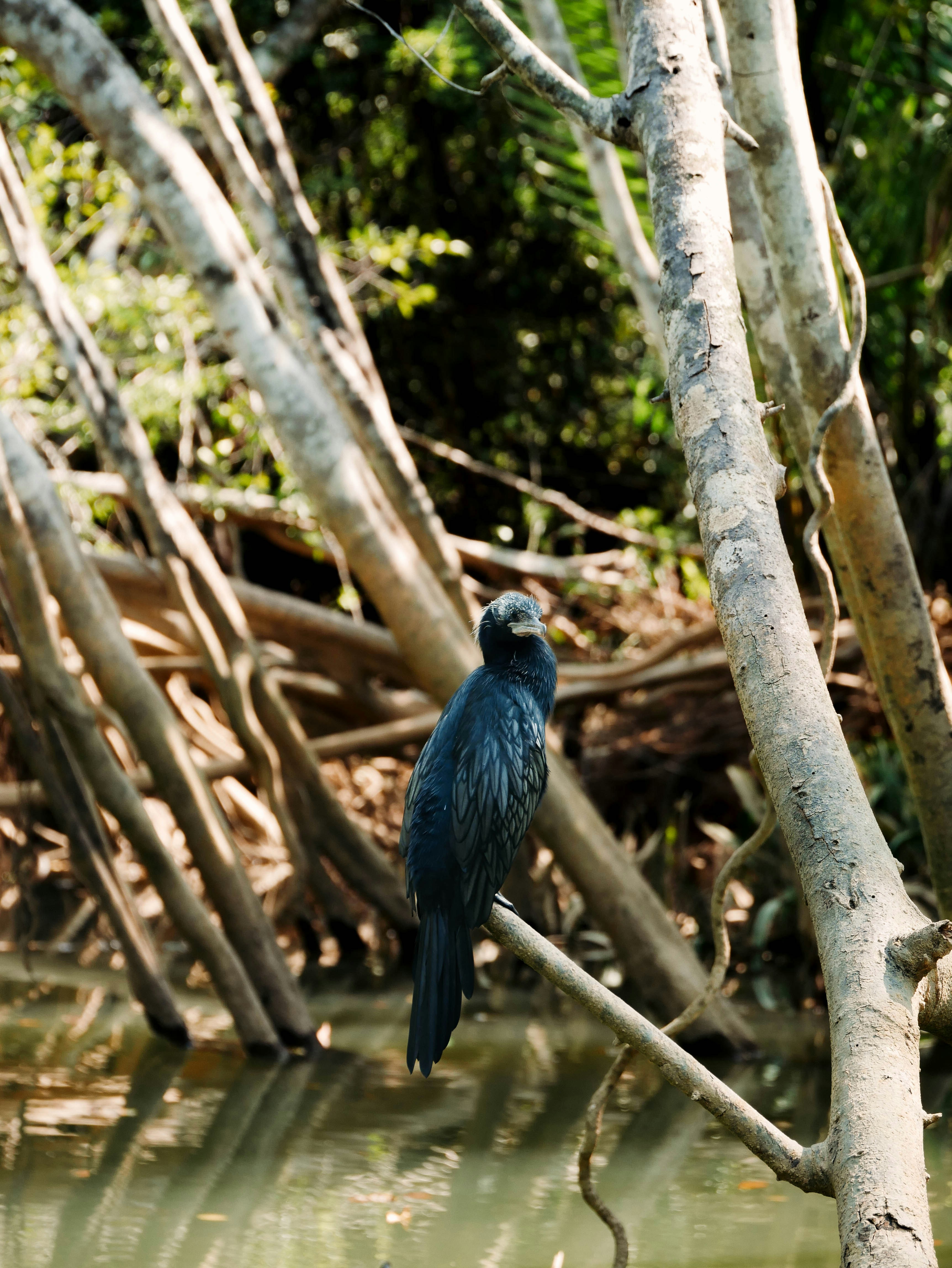 Marsh Sentinel: A Black Heron Resting Among Slender Riverside Giants