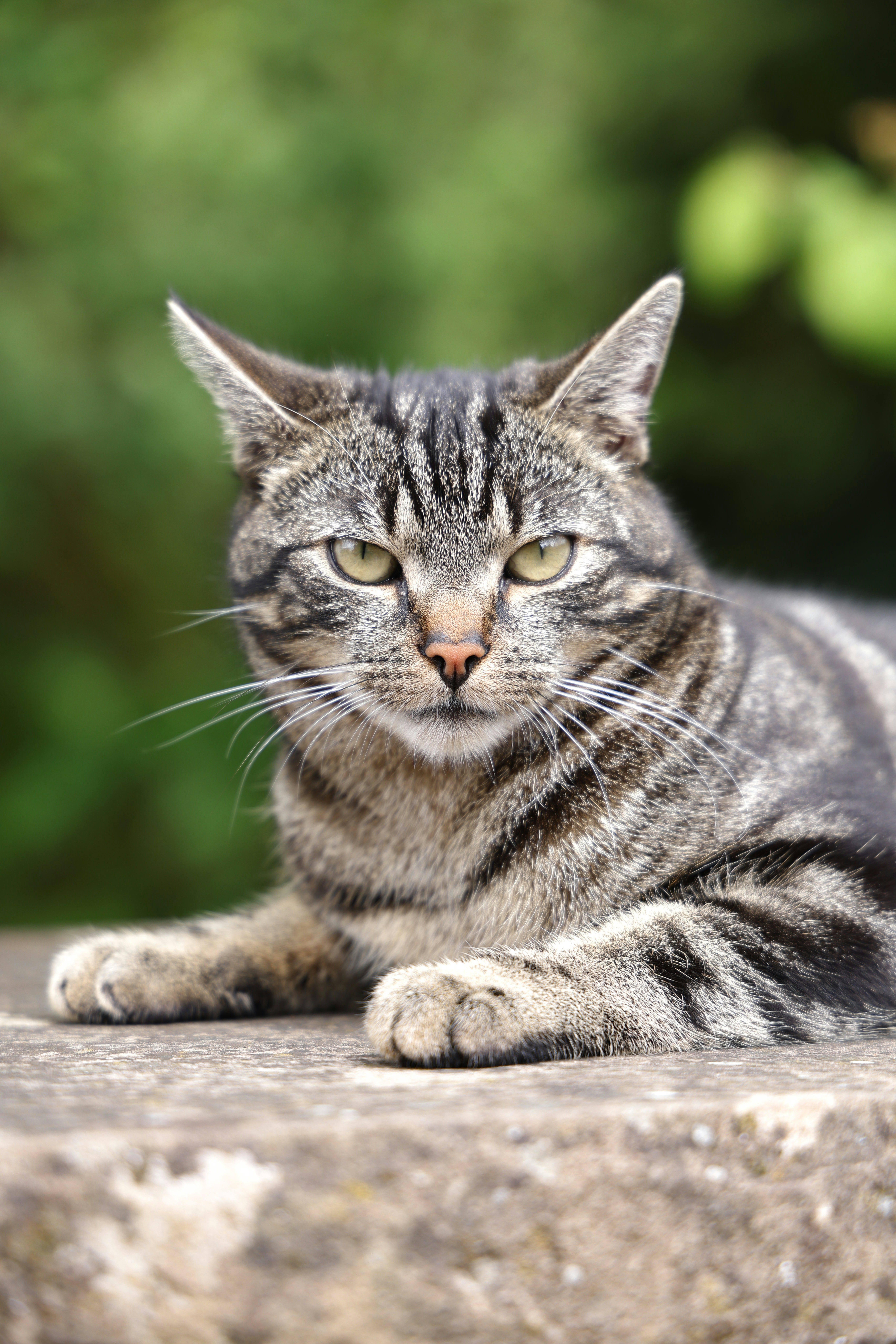 Calm Gaze: A Tabby's Quiet Moment on a Stone
