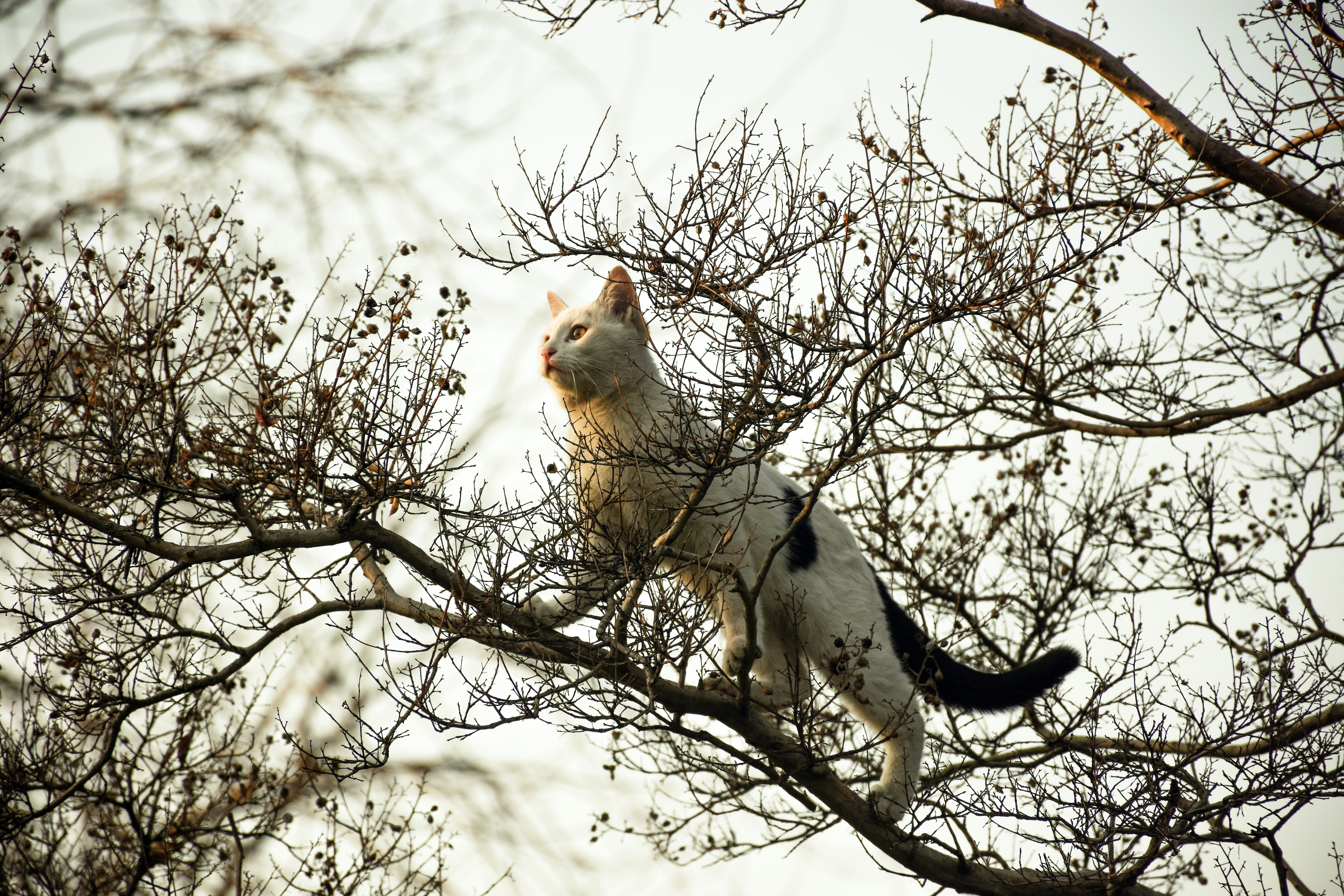White Cat in a Bare Tree: A Moment Suspended in Winter Silence