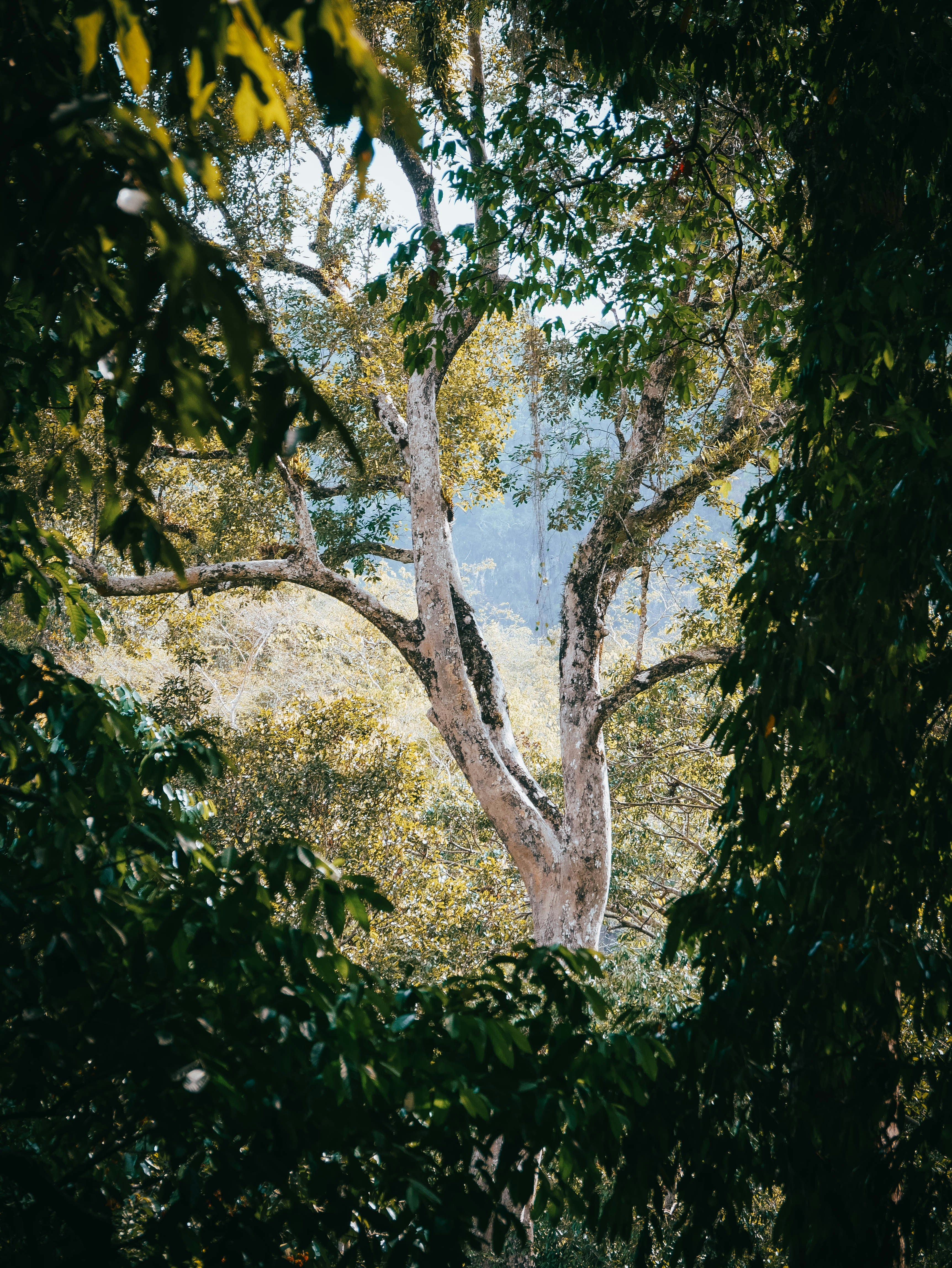 Tranquil Sunlit Vines Framing a Central Cedar
