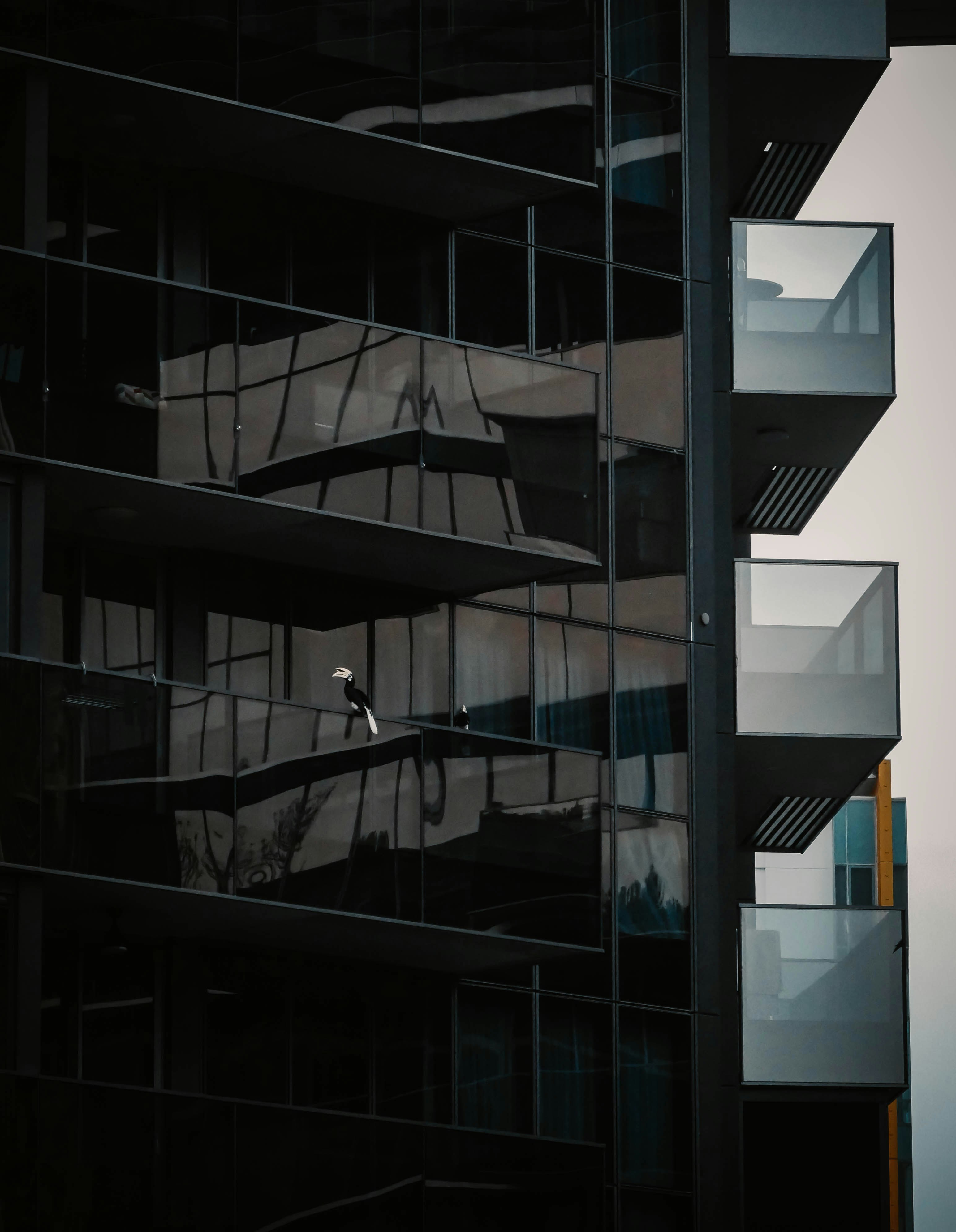 Broken-glass Balcony: A Lone Bird Skims Across the Facade