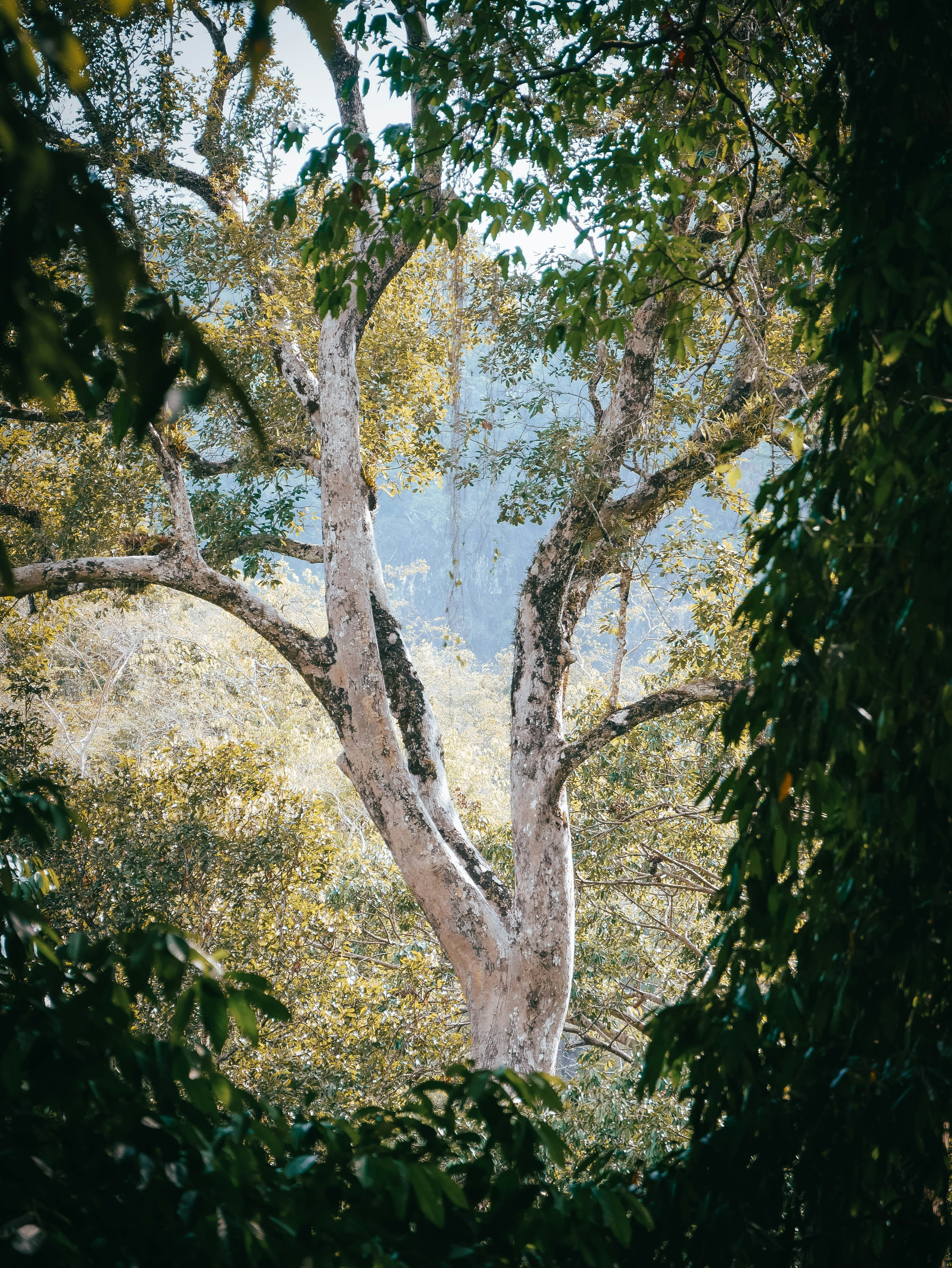 Sunlit Sentinel: A towering cacao of branches in a secluded canopy
