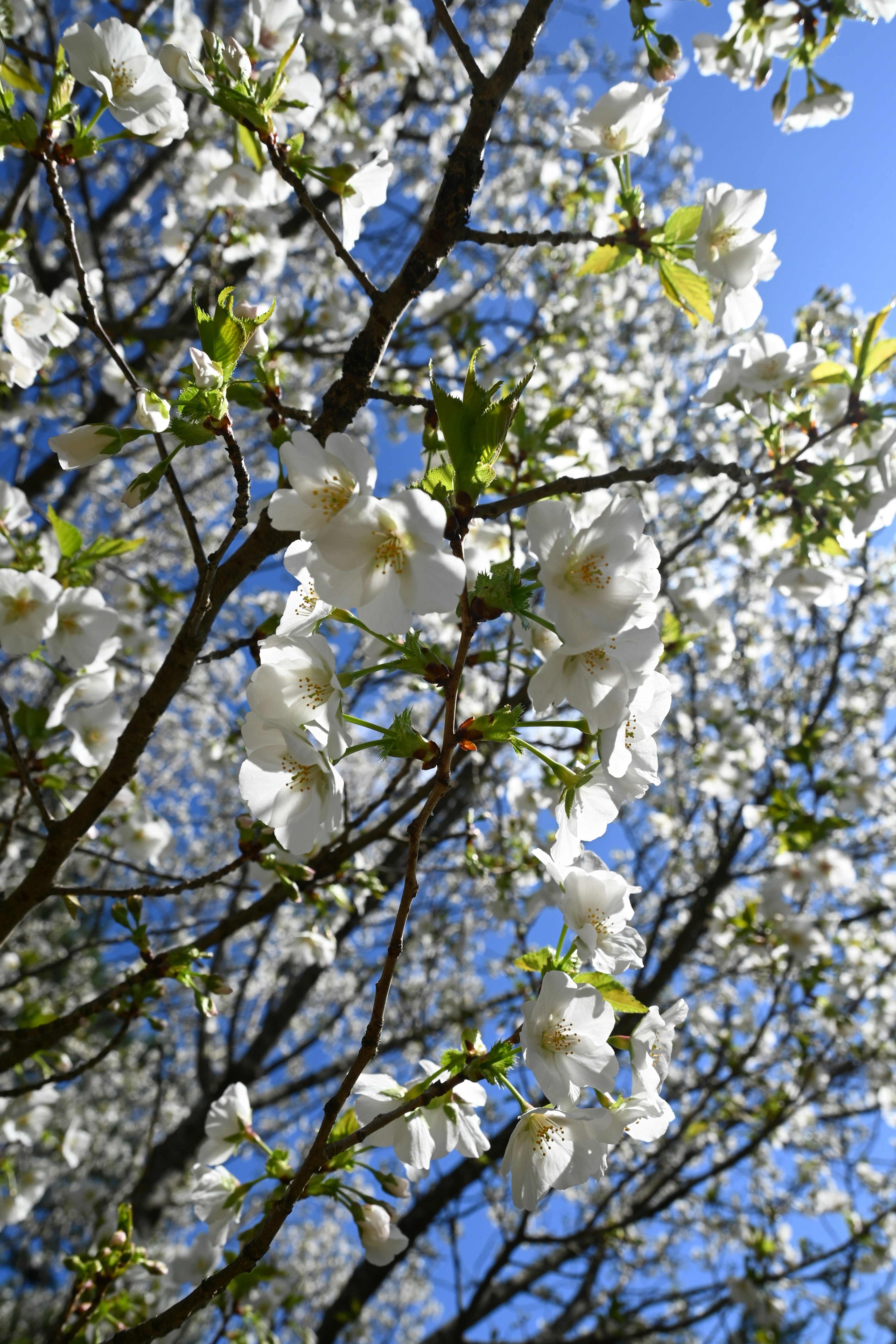 Azure Sky and White Blossoms: A Cascade of Spring Flowers