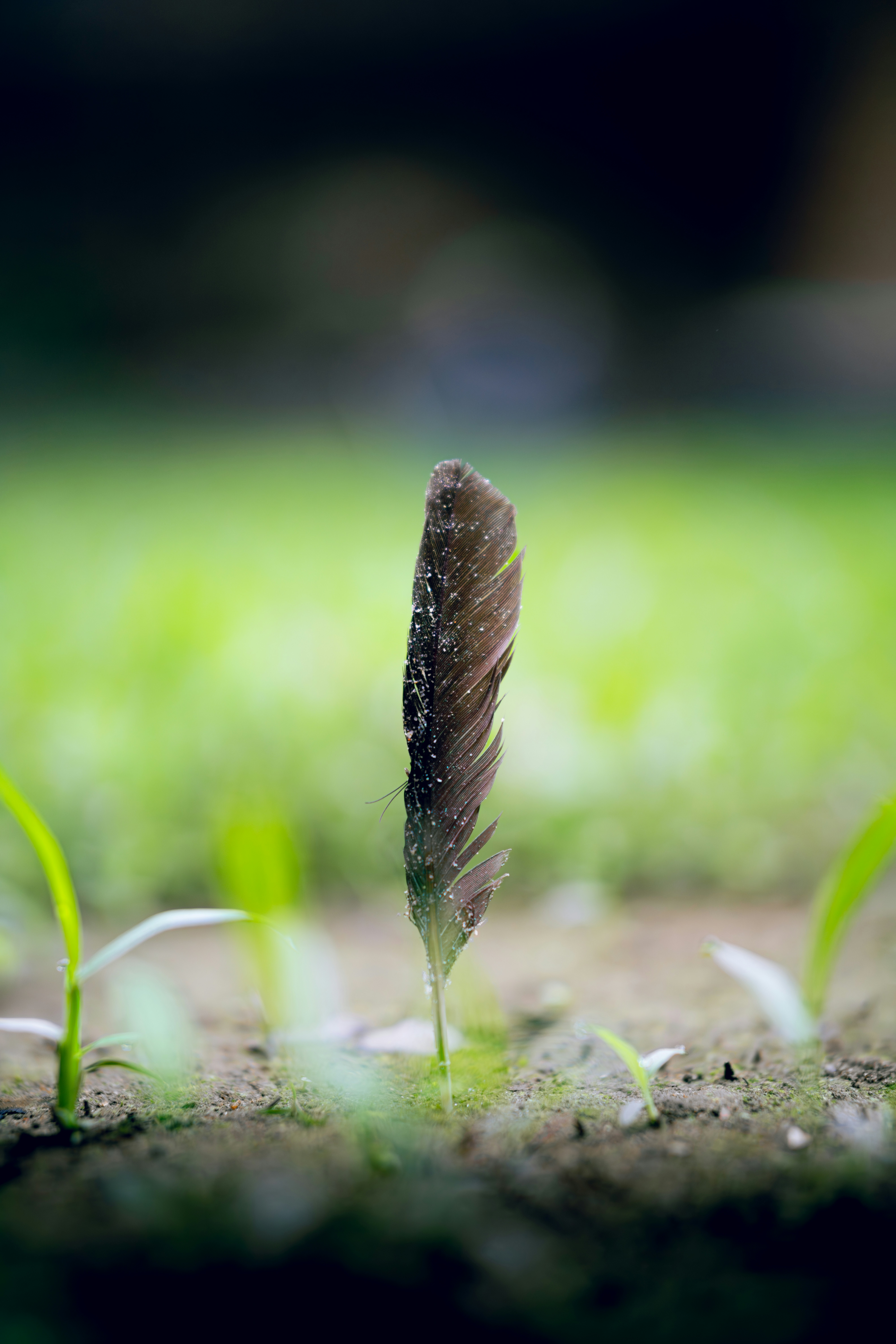 Towering Grass Seed in Focus: A lone plume rises from the soil