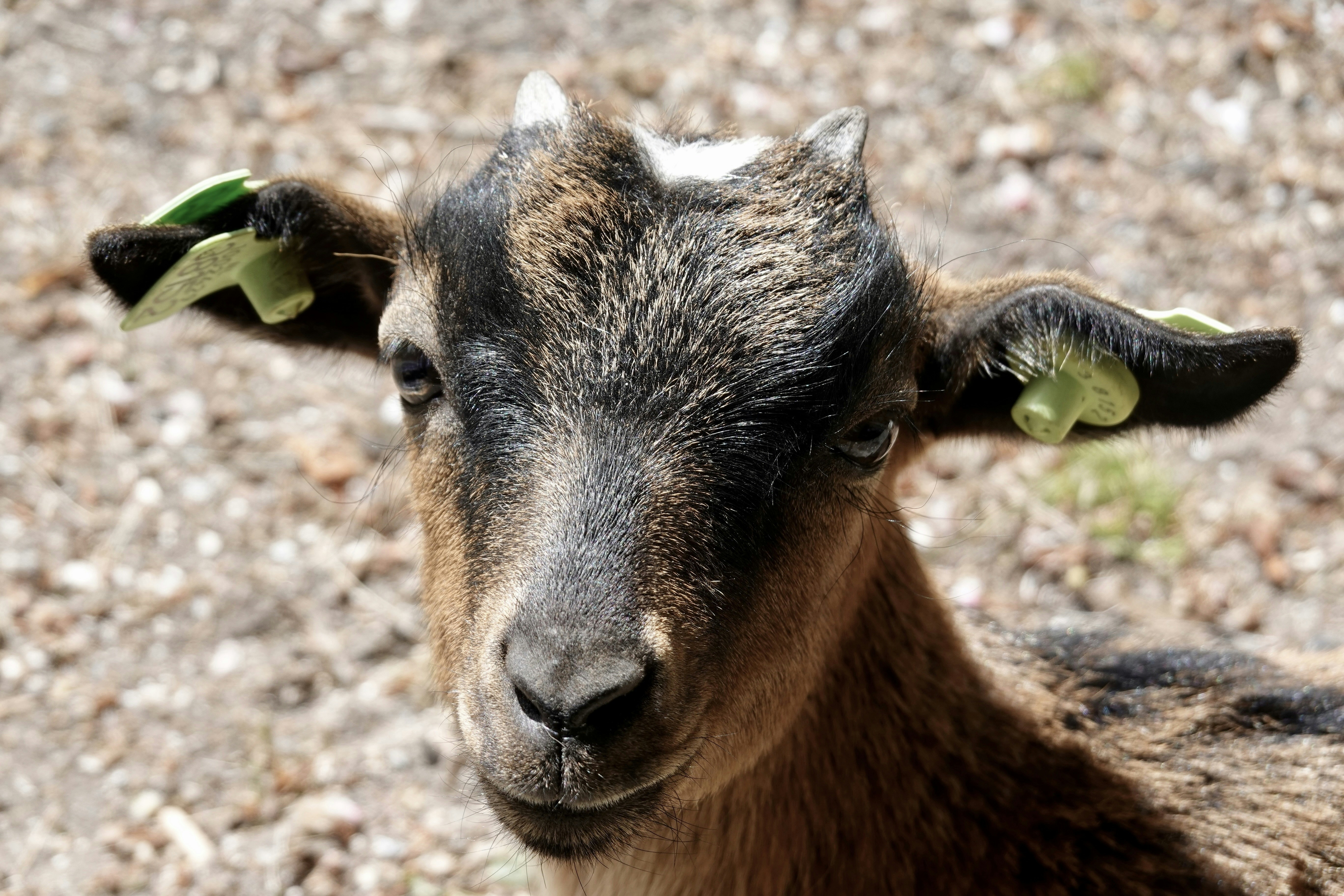 Eyes in Focus: A Curious Goat Portrait Close-Up
