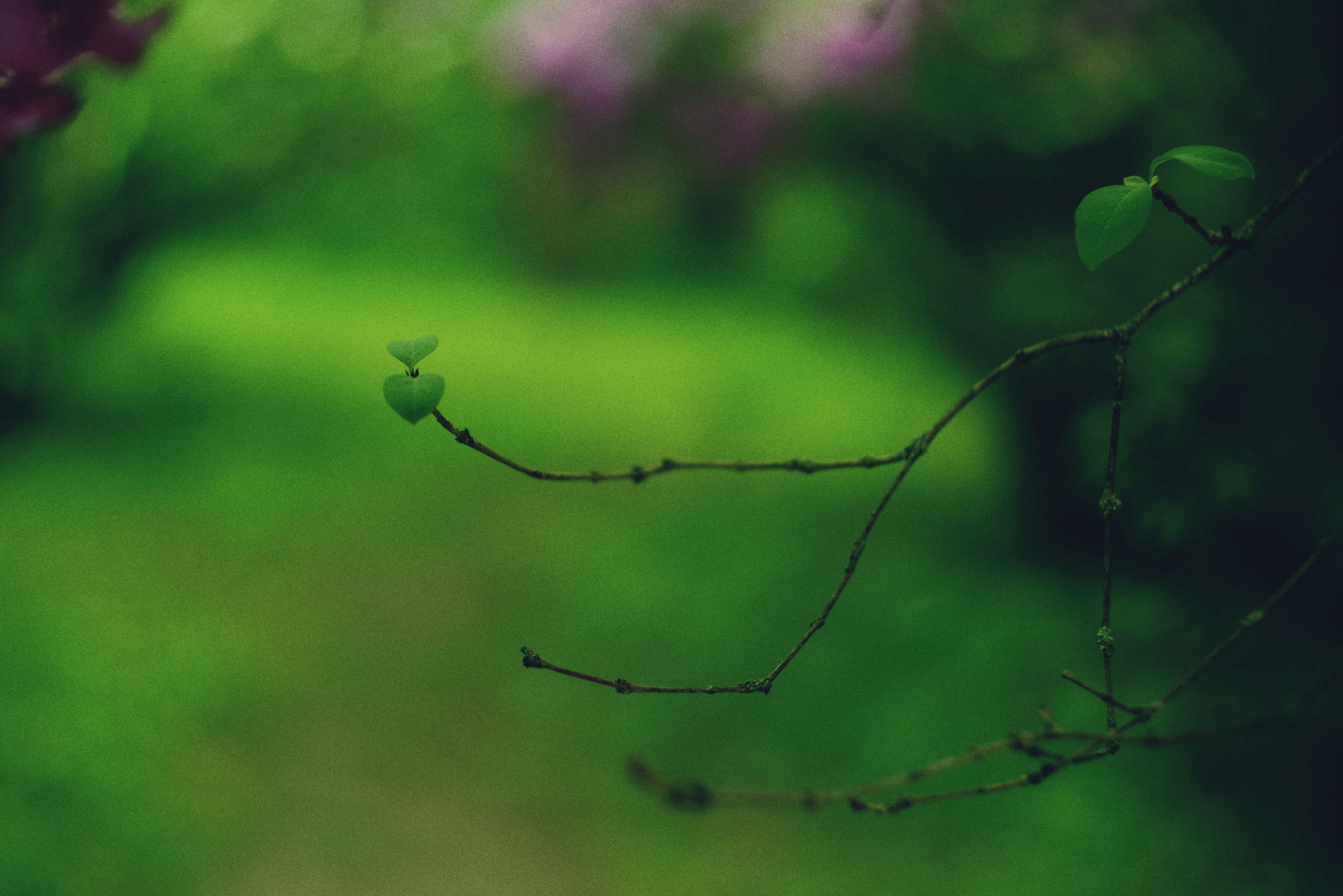 Emerging Buds: A Minimal Branch Reaches Into Soft Green Light